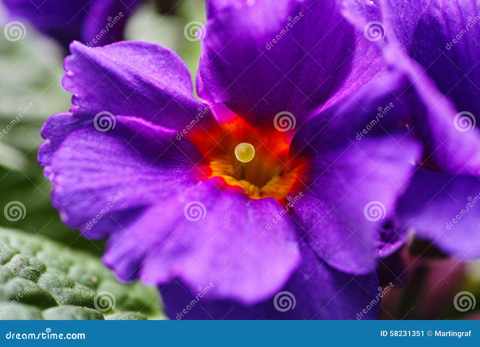 Macro of Dark-purple Primrose Bloom Vivid Color Stock Image - Image of ...