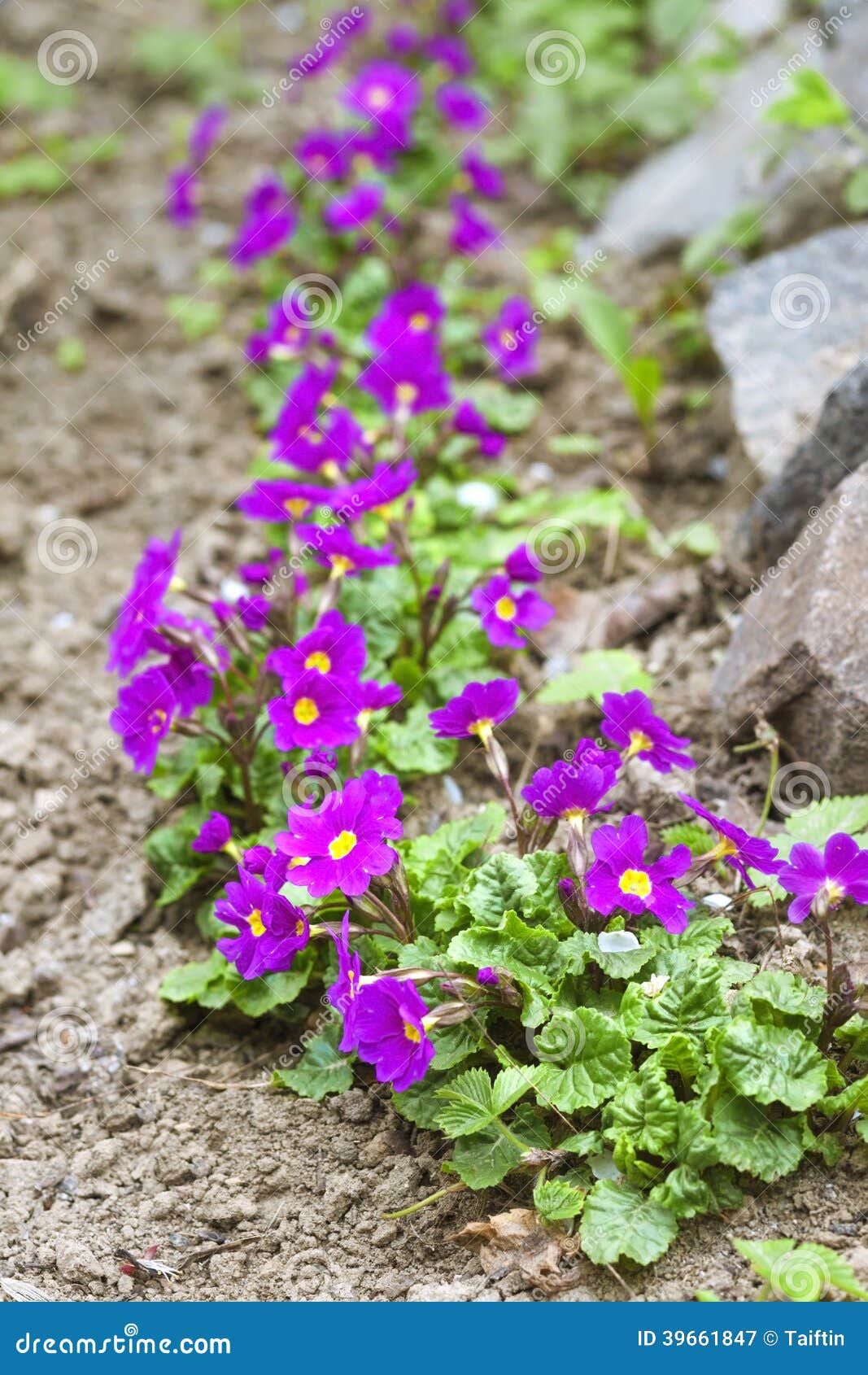 Purple Primroses (primula Vulgaris) Stock Image - Image of soil ...