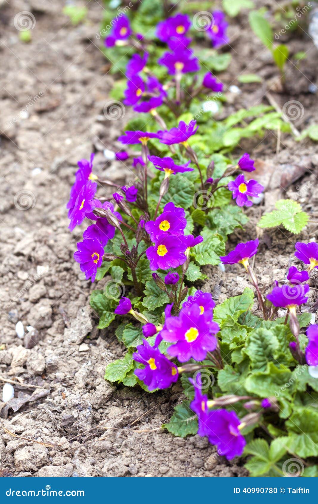 Purple Primroses (primula Vulgaris) Stock Photo - Image of small, earth ...