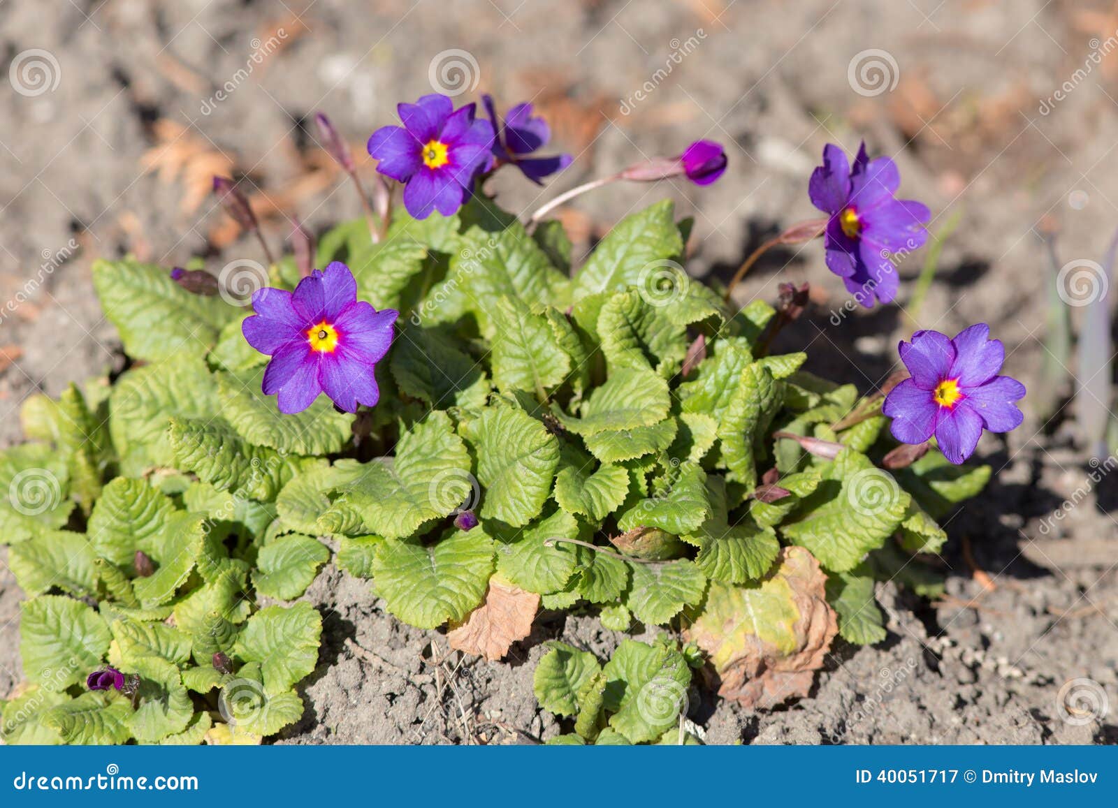 Purple primroses stock image. Image of color, violet - 40051717