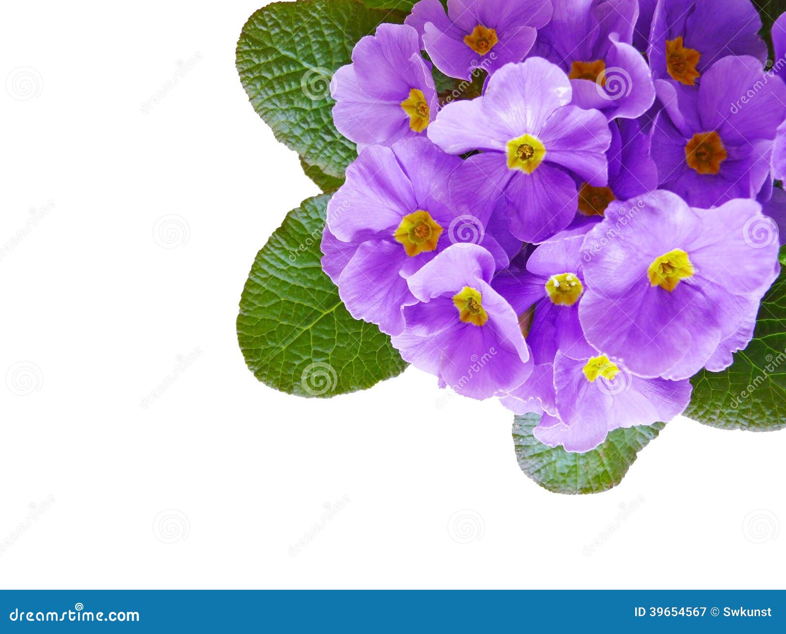 Purple primula. stock image. Image of spring, decorative - 39654567