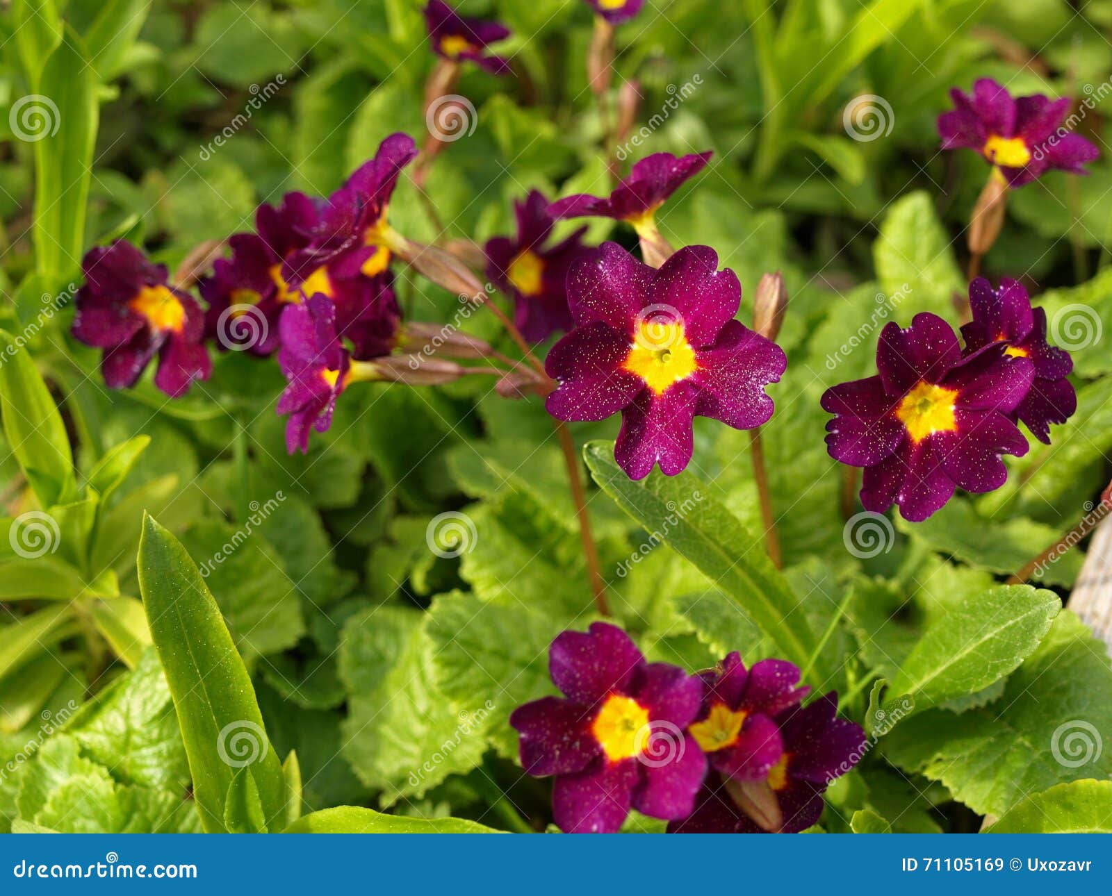 Purple Primula stock image. Image of beautiful, decorative - 71105169