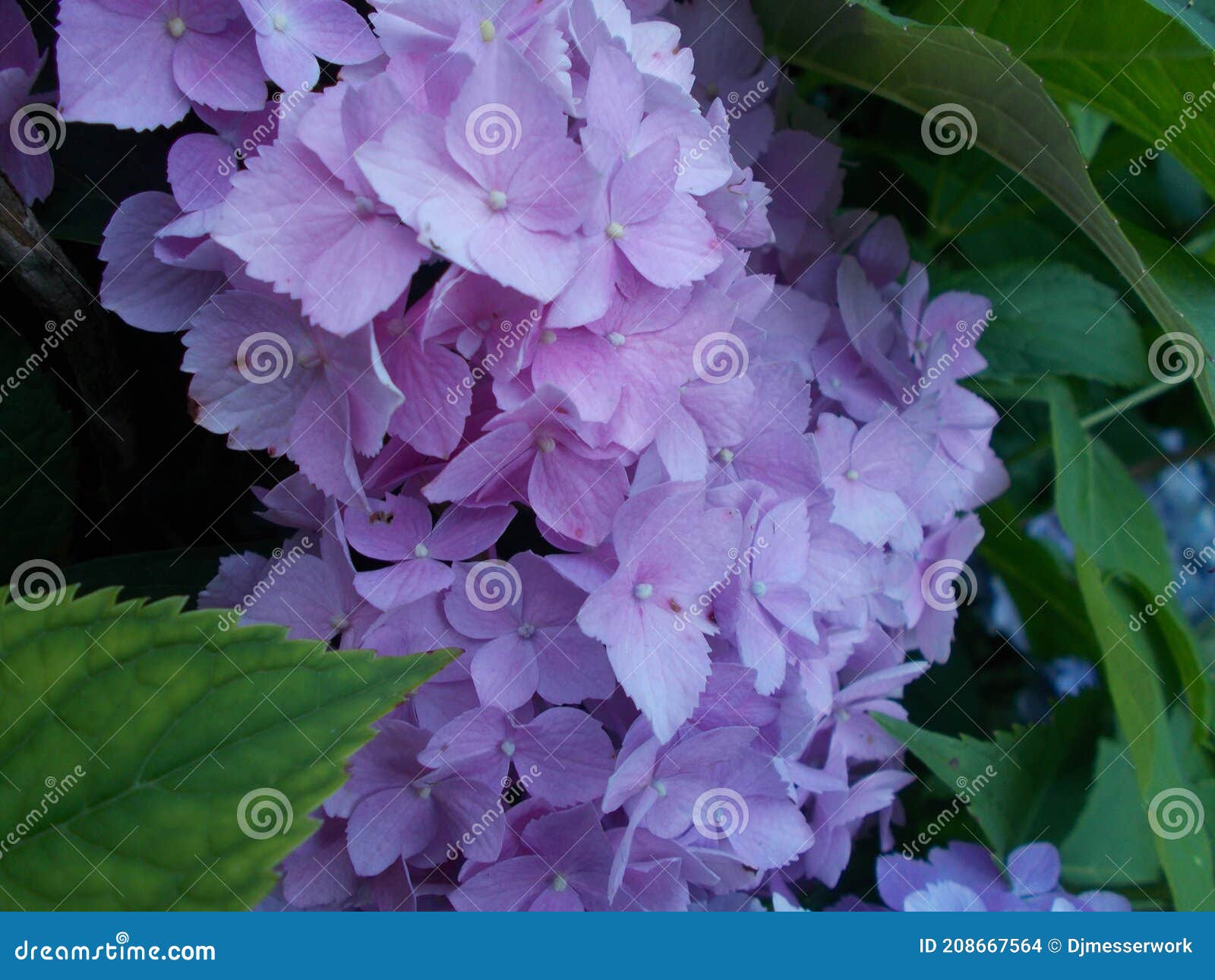 A Purple Pseudanthium Flower Stock Photo - Image of meadow, purple ...