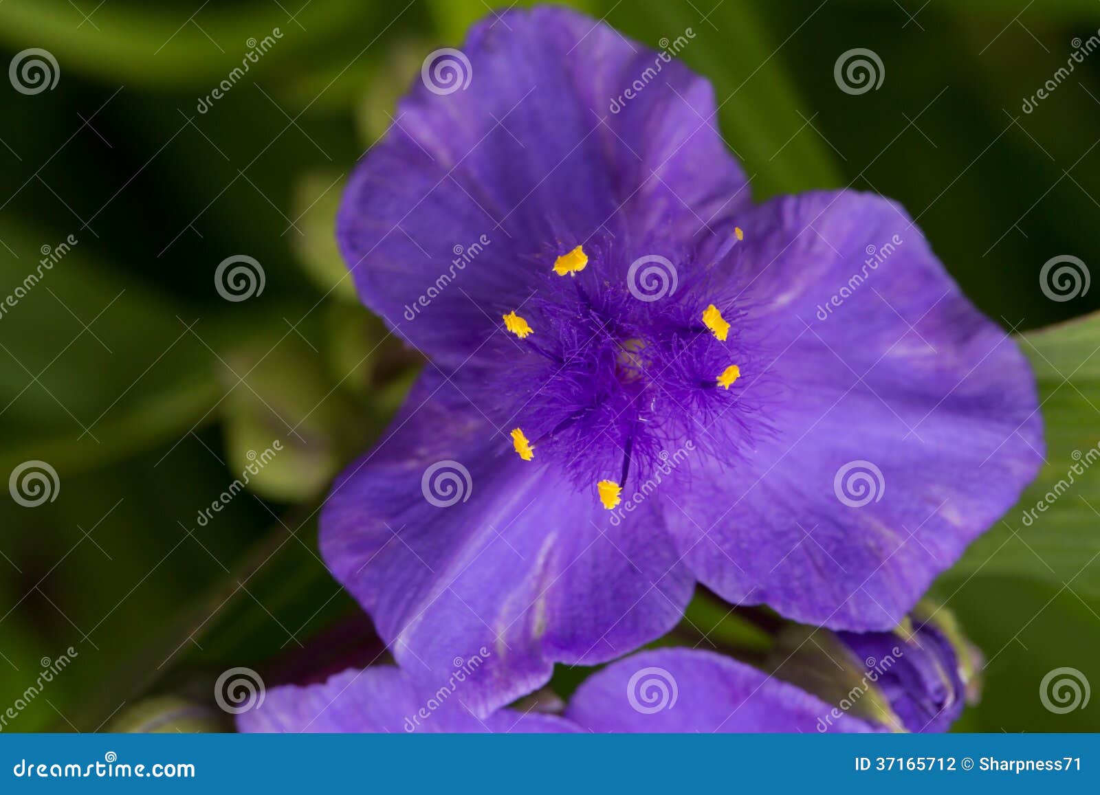 Purple queen stock photo. Image of background, mauve - 37165712