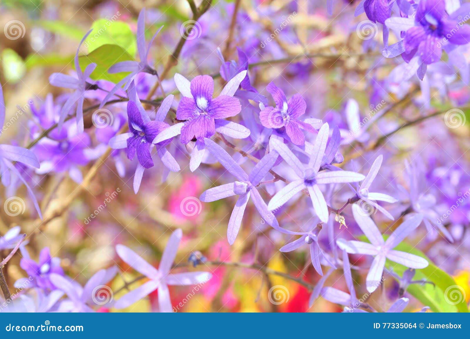 Purple Queen Flower stock photo. Image of luck, leaf - 77335064