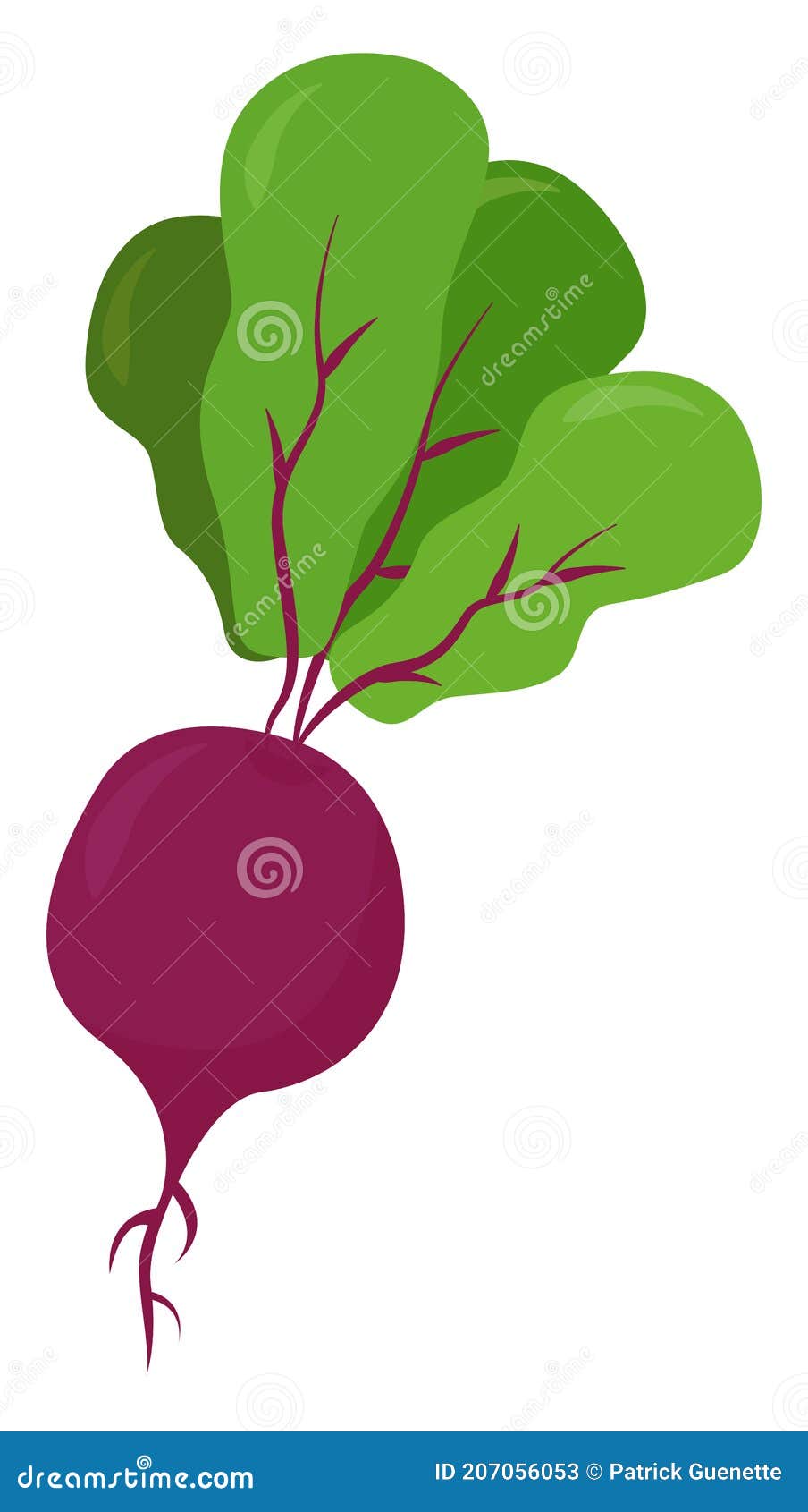 Purple Radish, Illustration, Vector Stock Vector - Illustration of ...