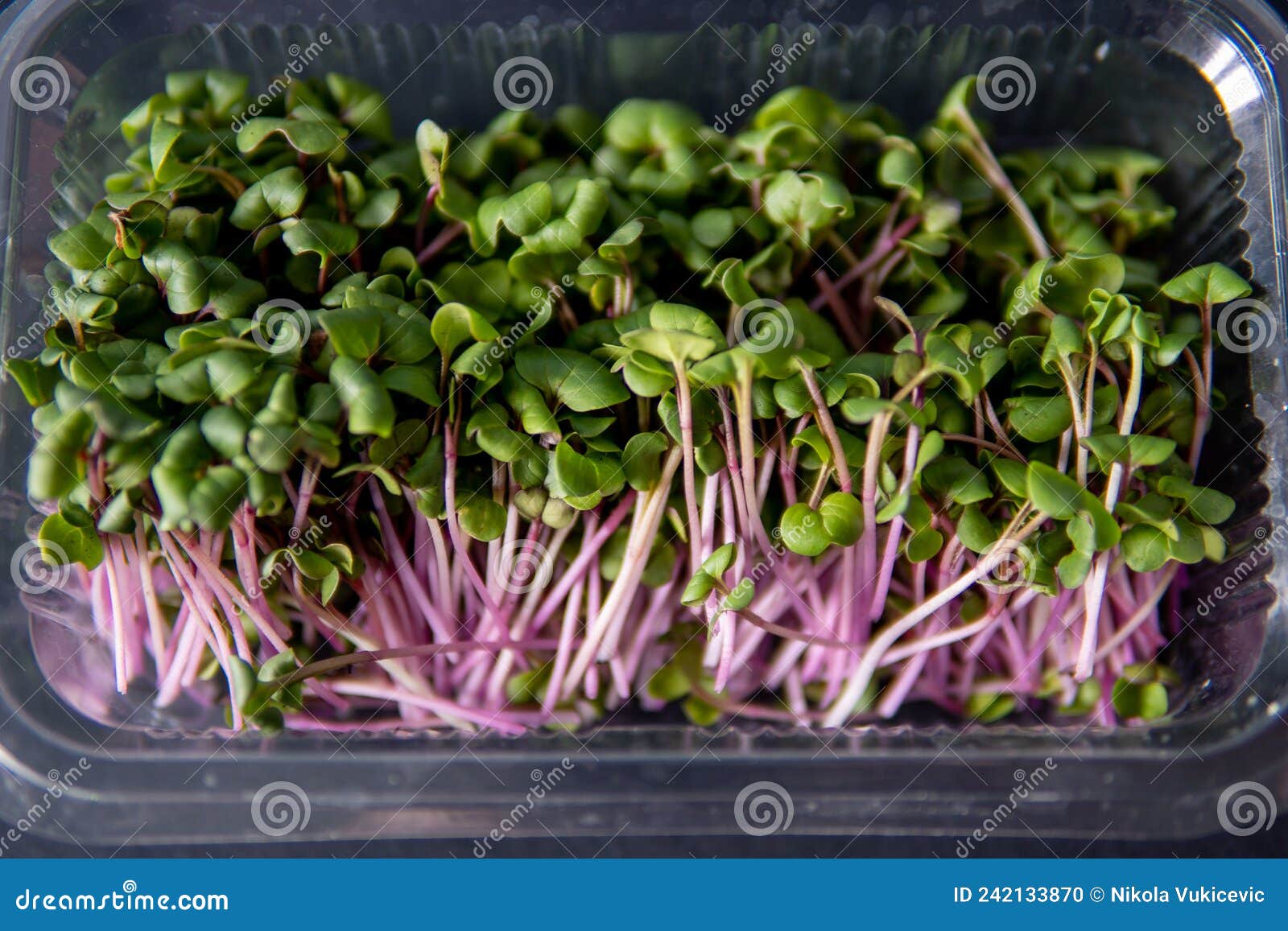 Purple Radish Microgreens in a Plastic Bowl. Flat Lay Stock Photo ...