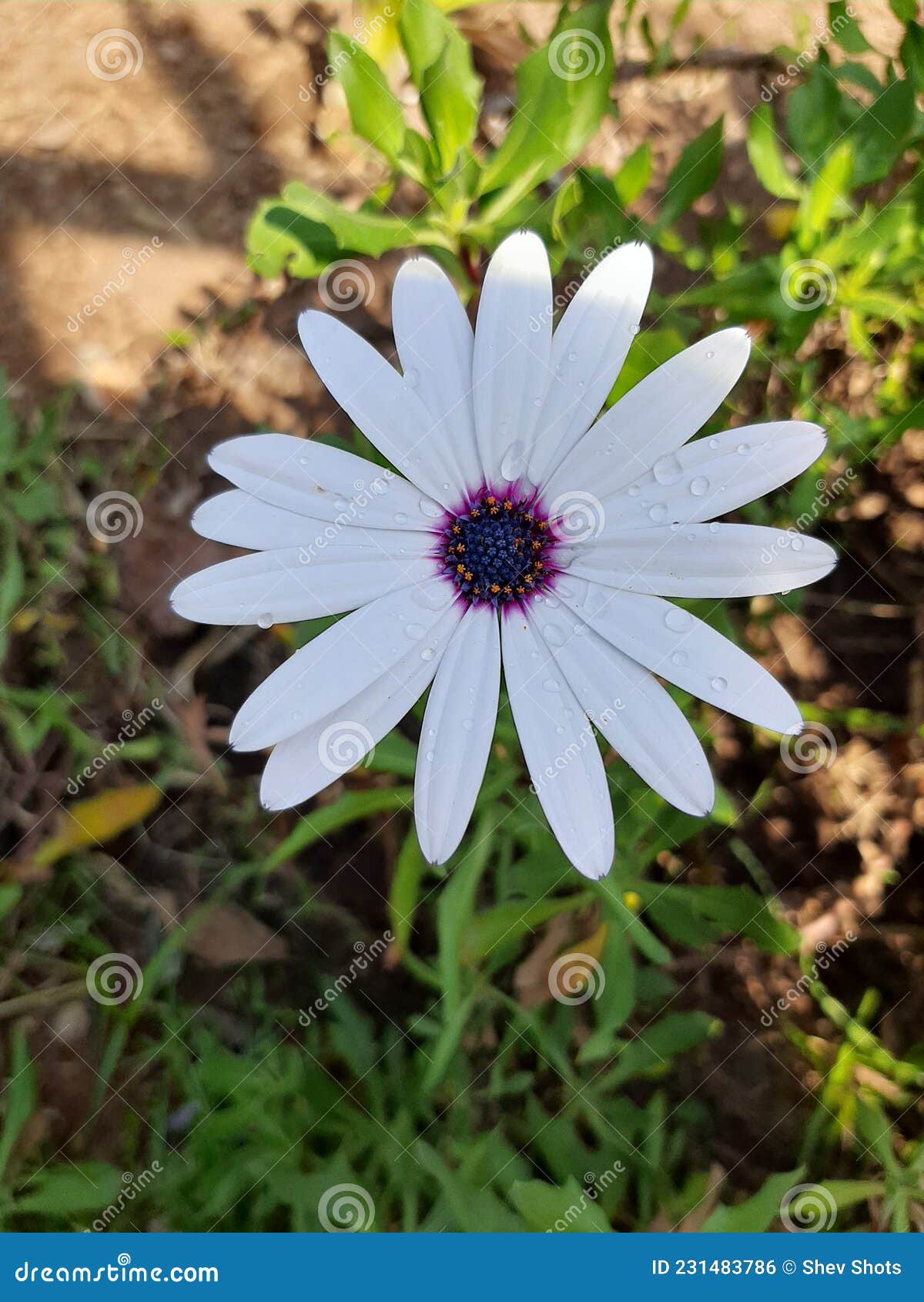 Purple rain flower stock photo. Image of daisy, flower - 231483786
