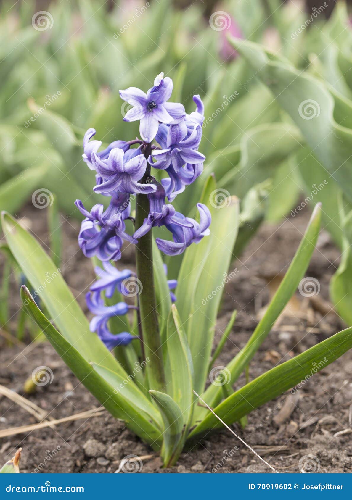 Purple Rain Flower in Spring Stock Photo - Image of daffodil, grow ...