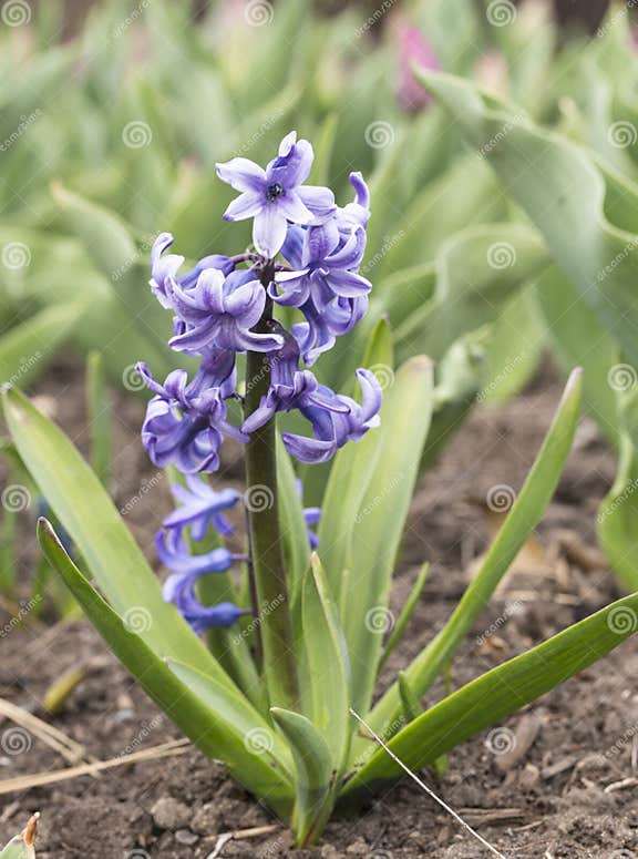 Purple Rain Flower in Spring Stock Photo - Image of daffodil, grow ...