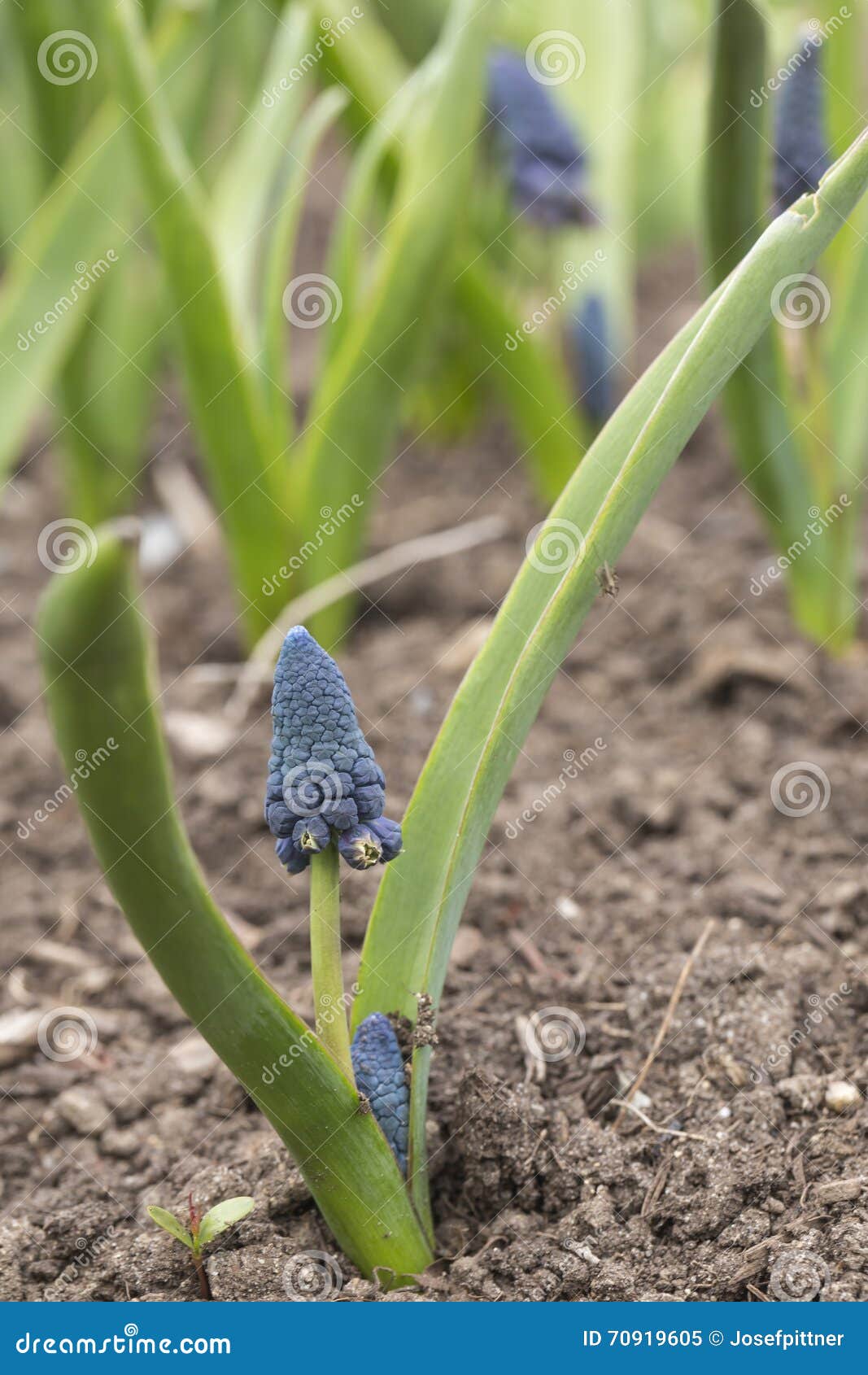 Purple Rain Flowers in Spring Stock Image - Image of color, elegant ...
