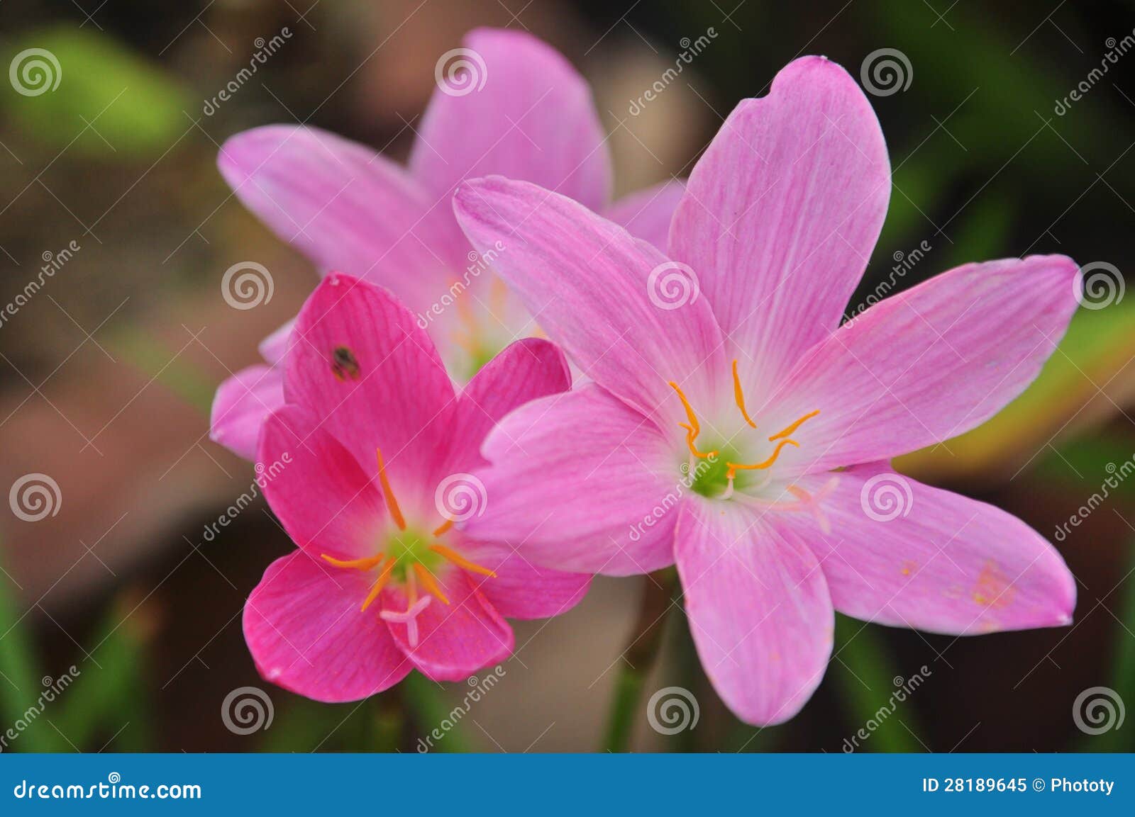 The Purple Rain Lily Flower Stock Image - Image of leaf, climate: 28189645