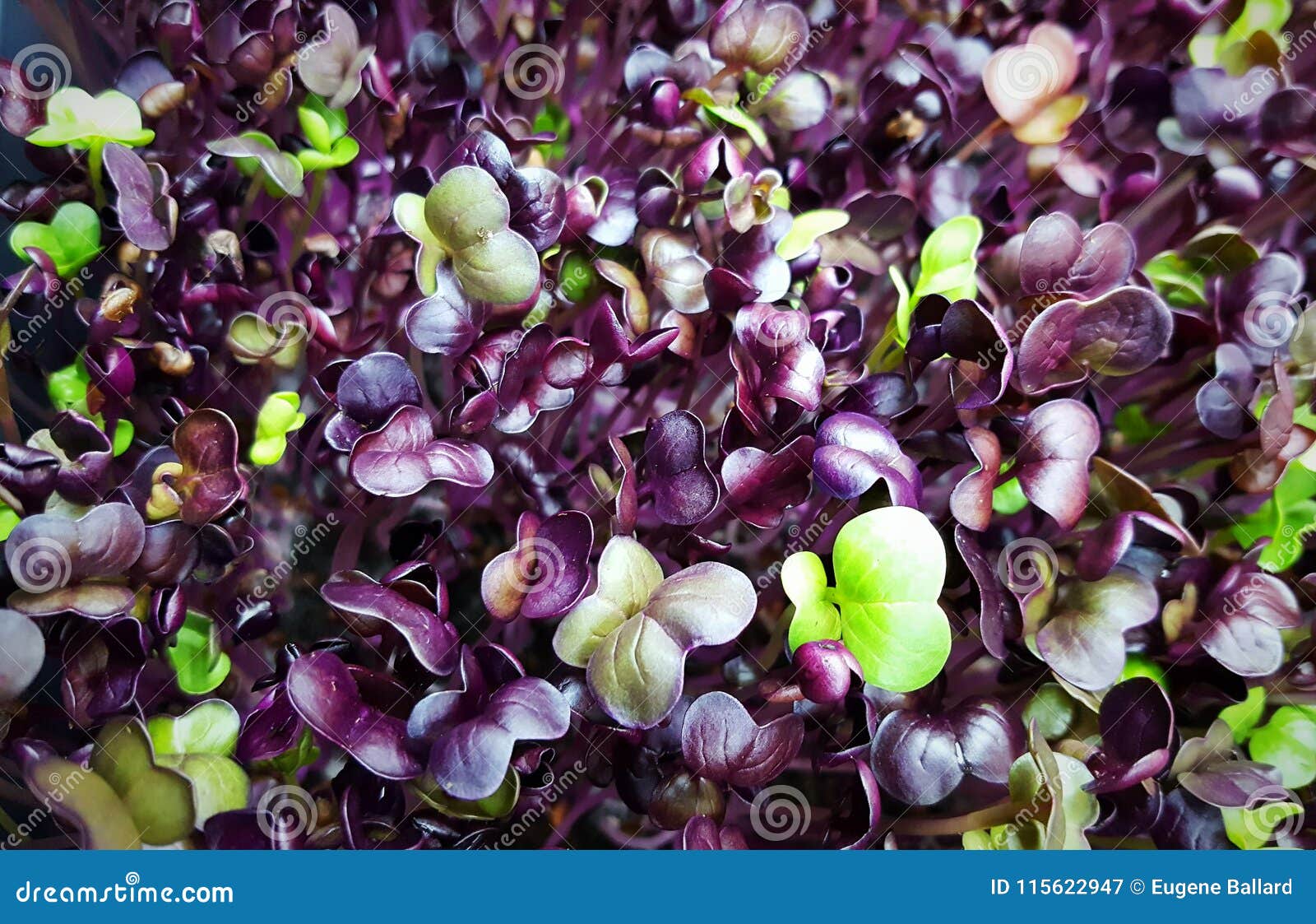 Purple Rambo Radish Microgreens Stock Image - Image of radish, rambo ...