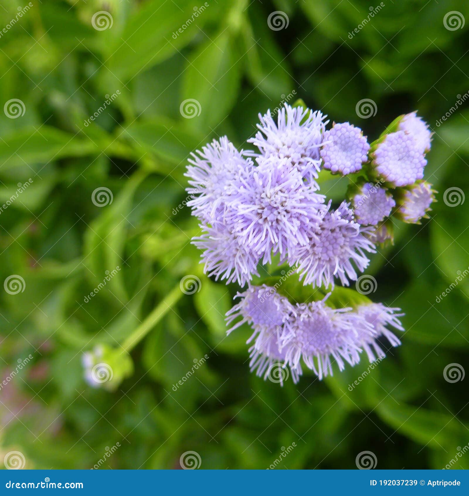 Purple Random Flower in the Park Stock Image - Image of park, petals ...