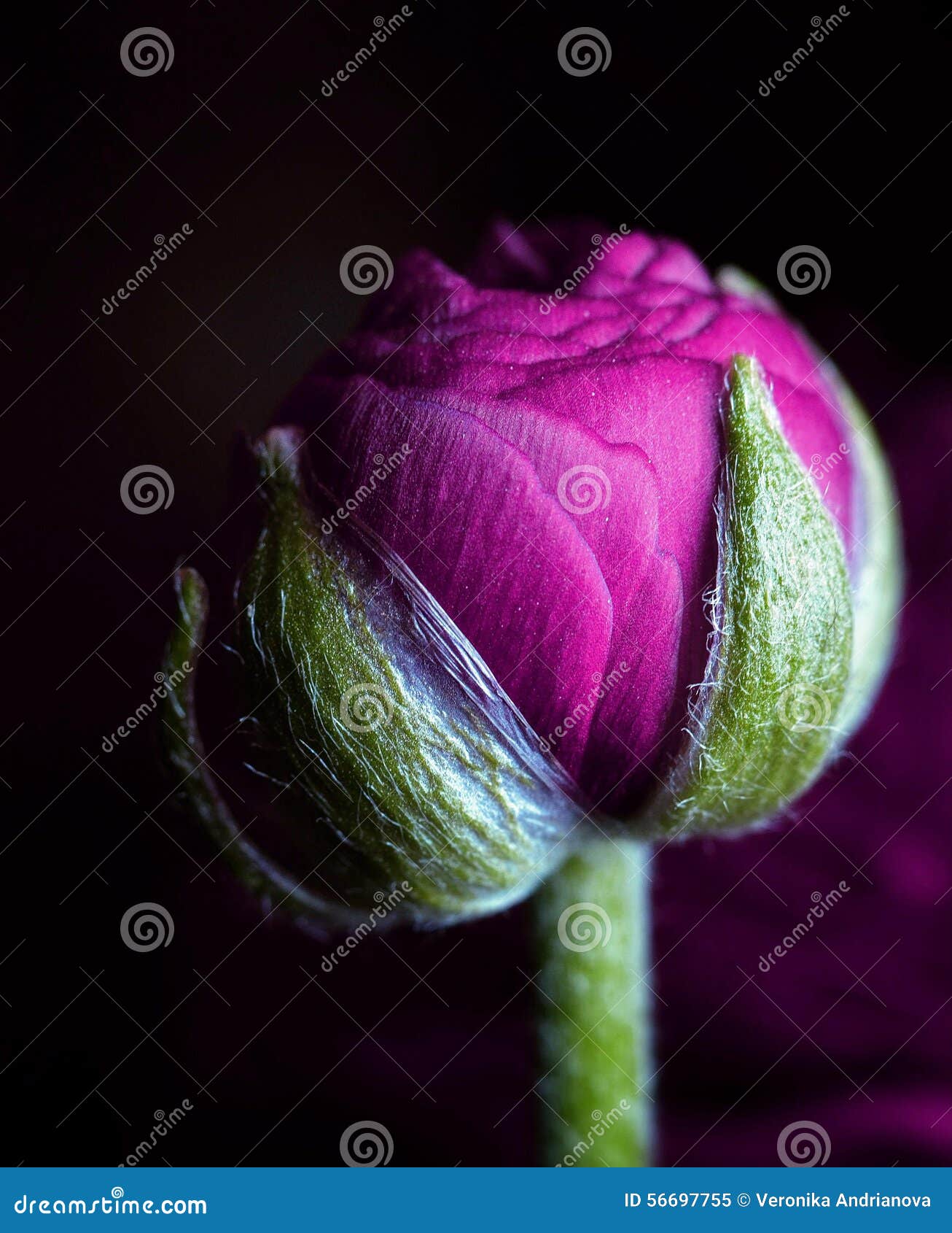 Purple ranunculus stock image. Image of purple, focus - 56697755