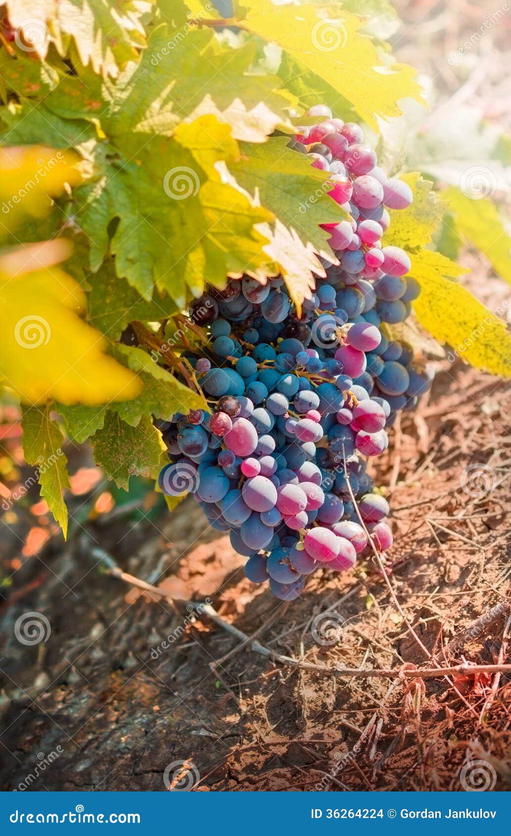 Purple red grapes stock photo. Image of grow, foliage - 36264224