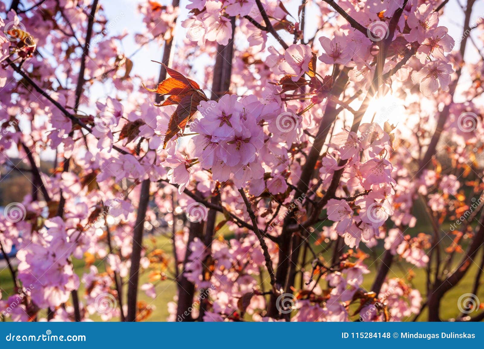 Purple Red Sakura Tree in Sunset Light. Blurry Background. Stock Photo ...