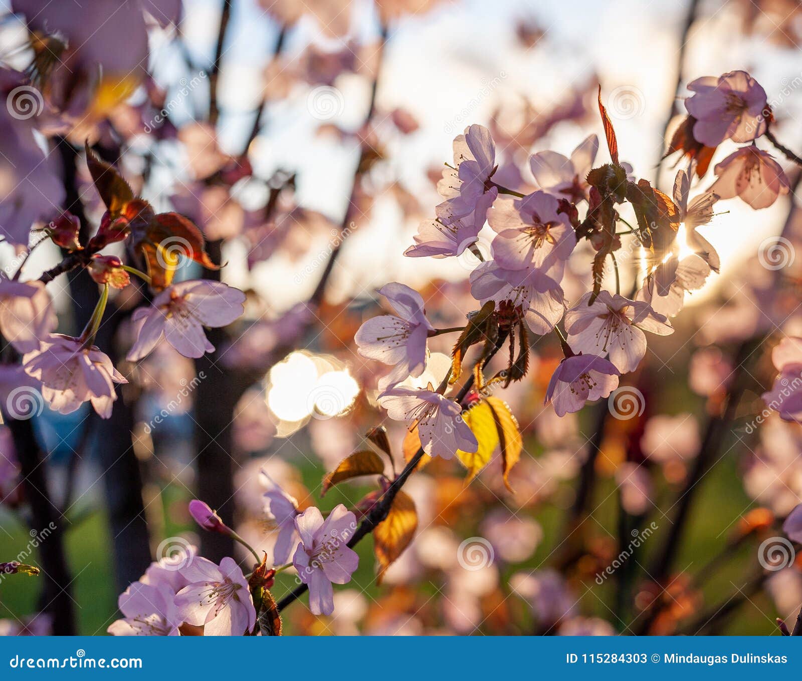 Purple Red Sakura Tree in Sunset Light. Blurry Background. Stock Image ...