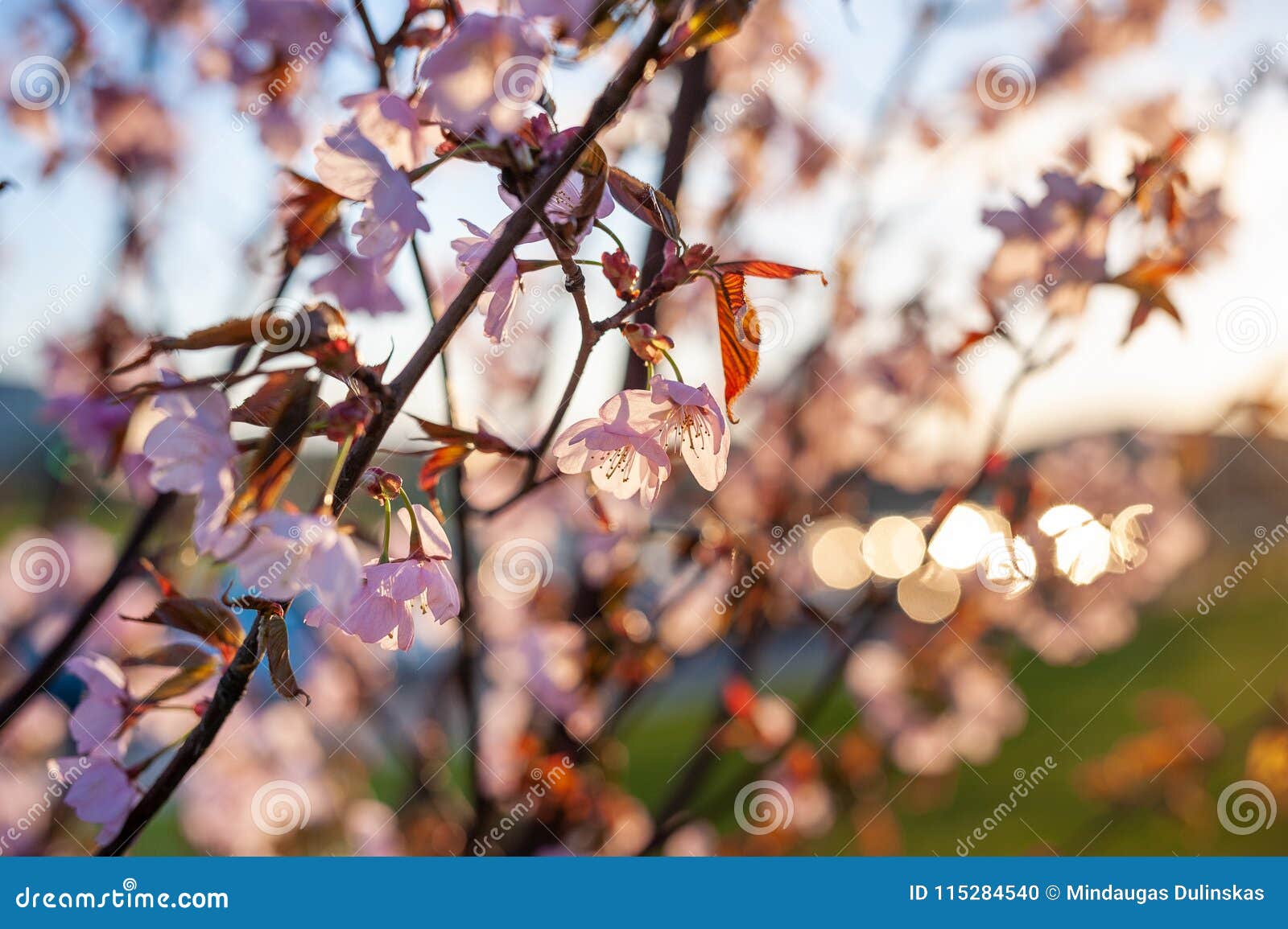 Purple Red Sakura Tree in Sunset Light. Blurry Background. Stock Photo ...