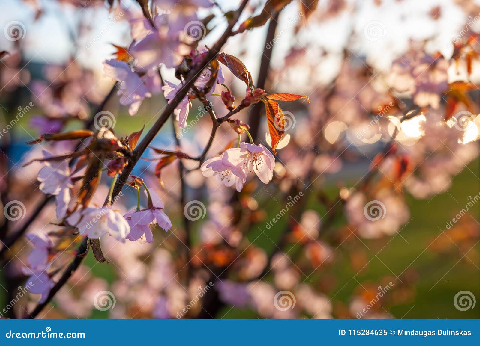 Purple Red Sakura Tree in Sunset Light. Blurry Background. Stock Image ...