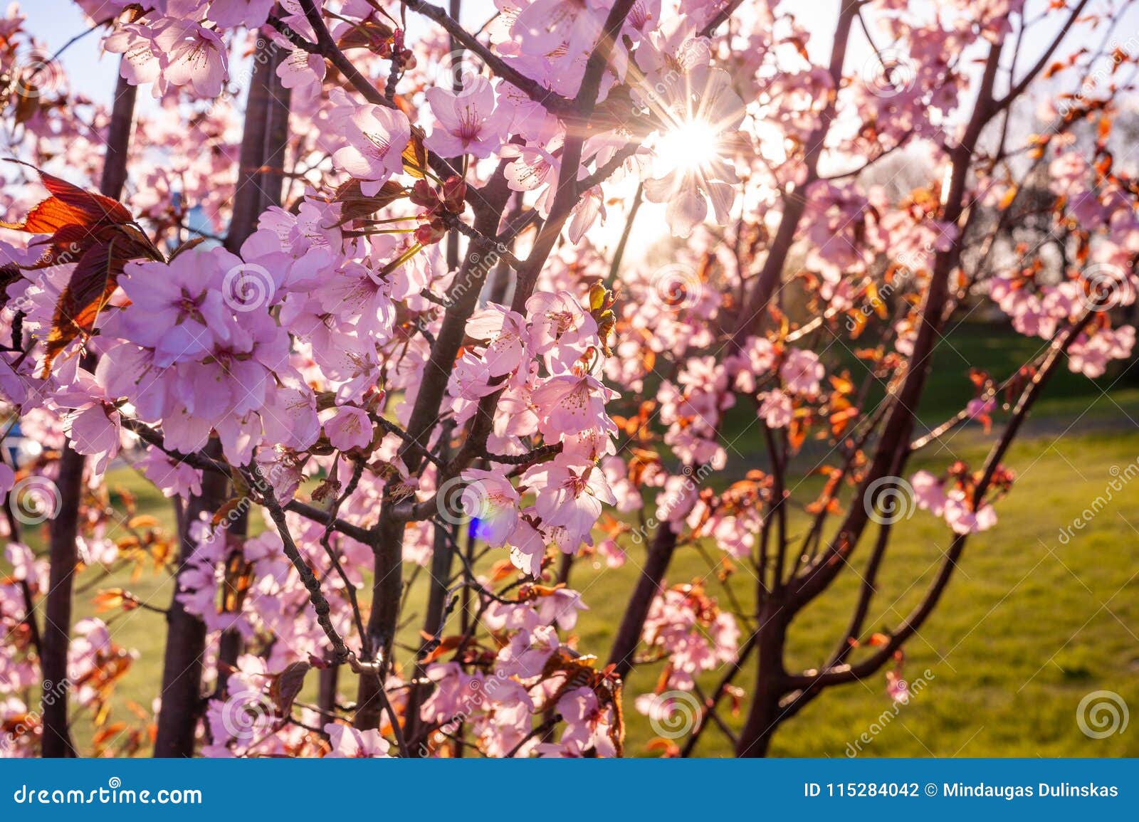 Purple Red Sakura Tree in Sunset Light. Blurry Background. Stock Photo ...