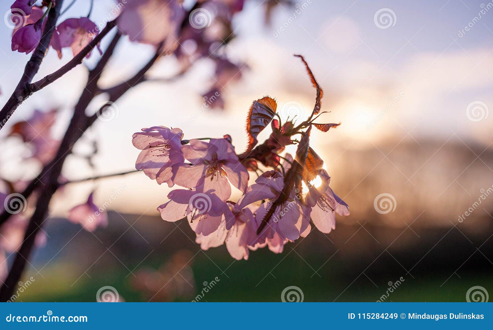 Purple Red Sakura Tree in Sunset Light. Blurry Background. Stock Image ...