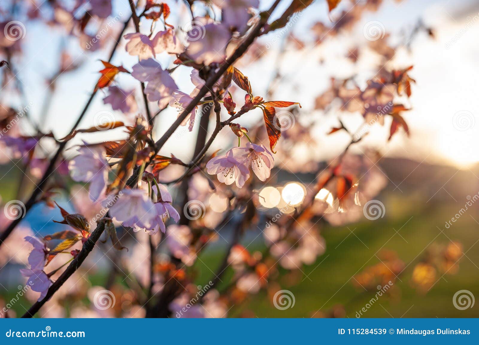 Purple Red Sakura Tree in Sunset Light. Blurry Background. Stock Image ...