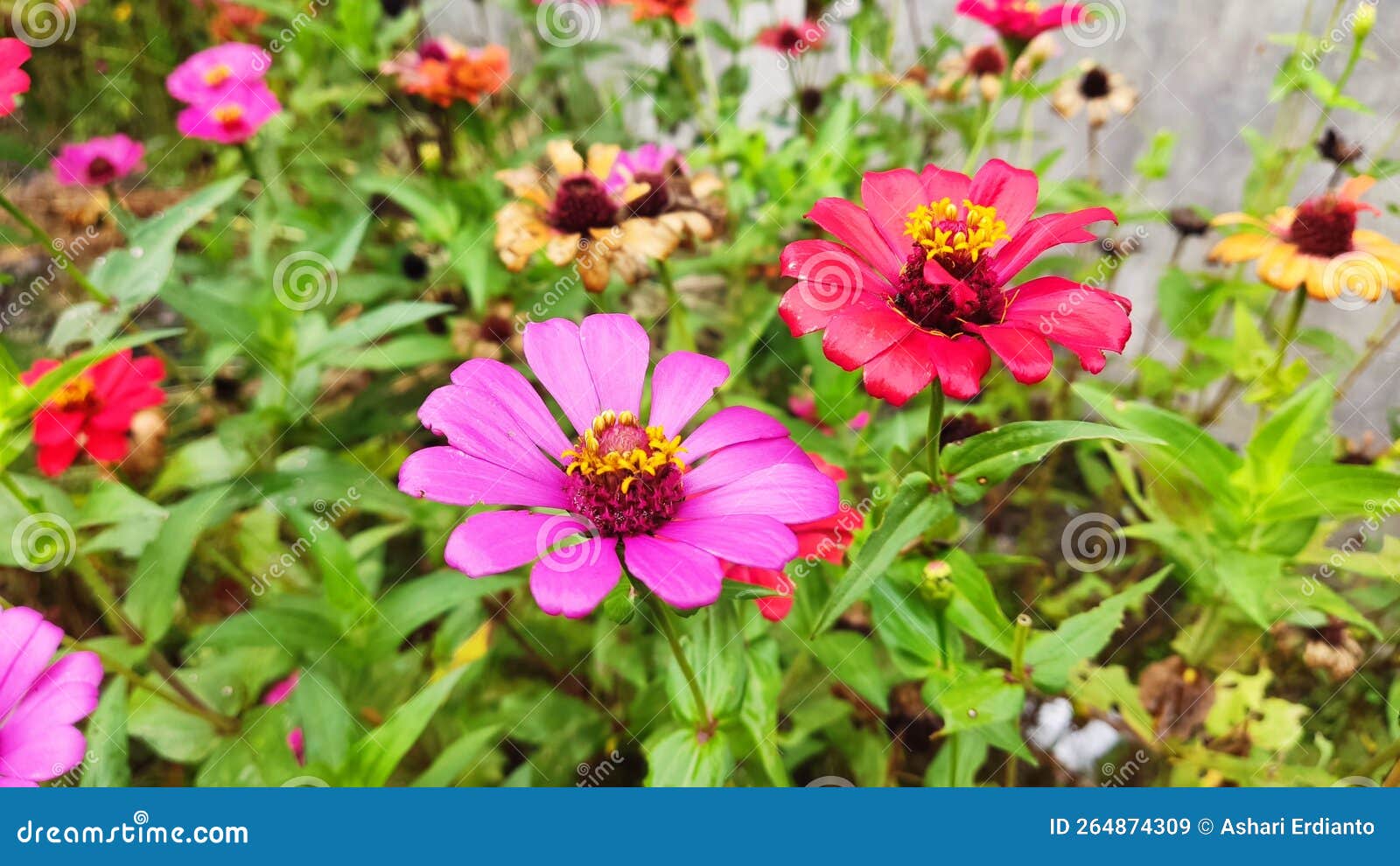 Purple Red and Wilted Flower after Rain Stock Image - Image of petal ...