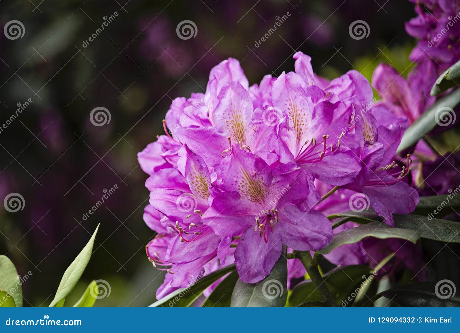 Purple Rhododendron in Spring Stock Photo - Image of bloom, photograph ...
