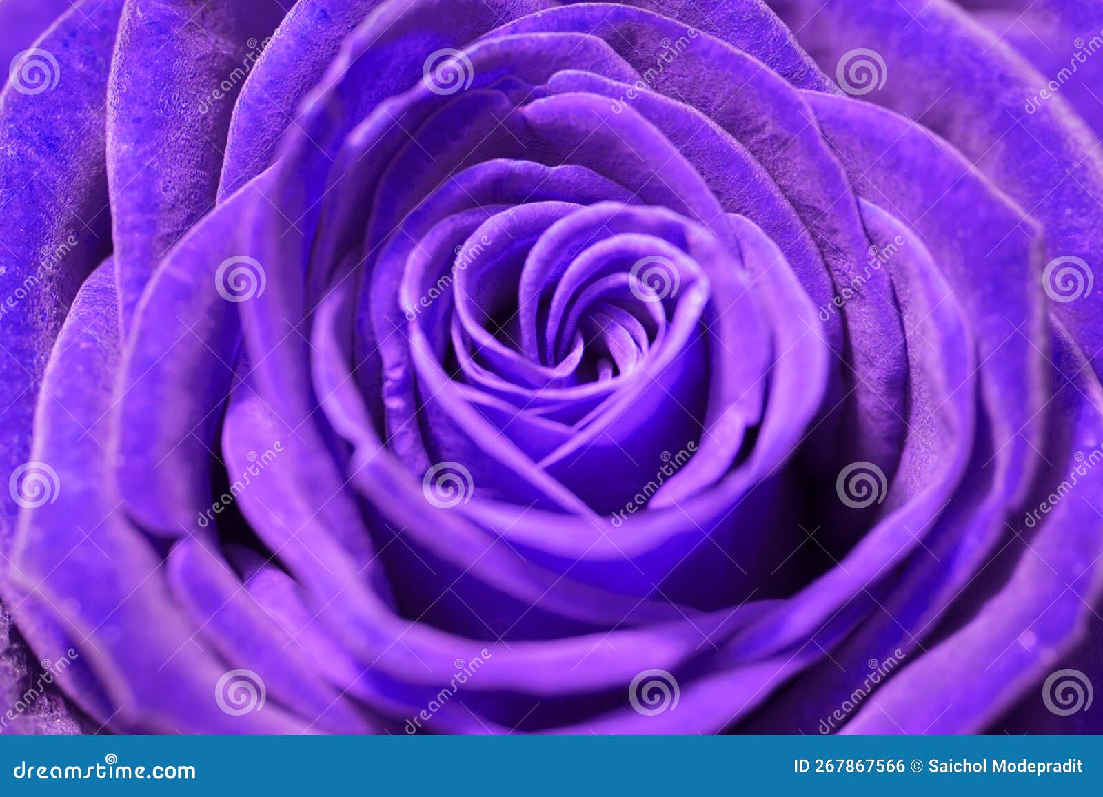 Purple roase background. stock photo. Image of summer - 267867566