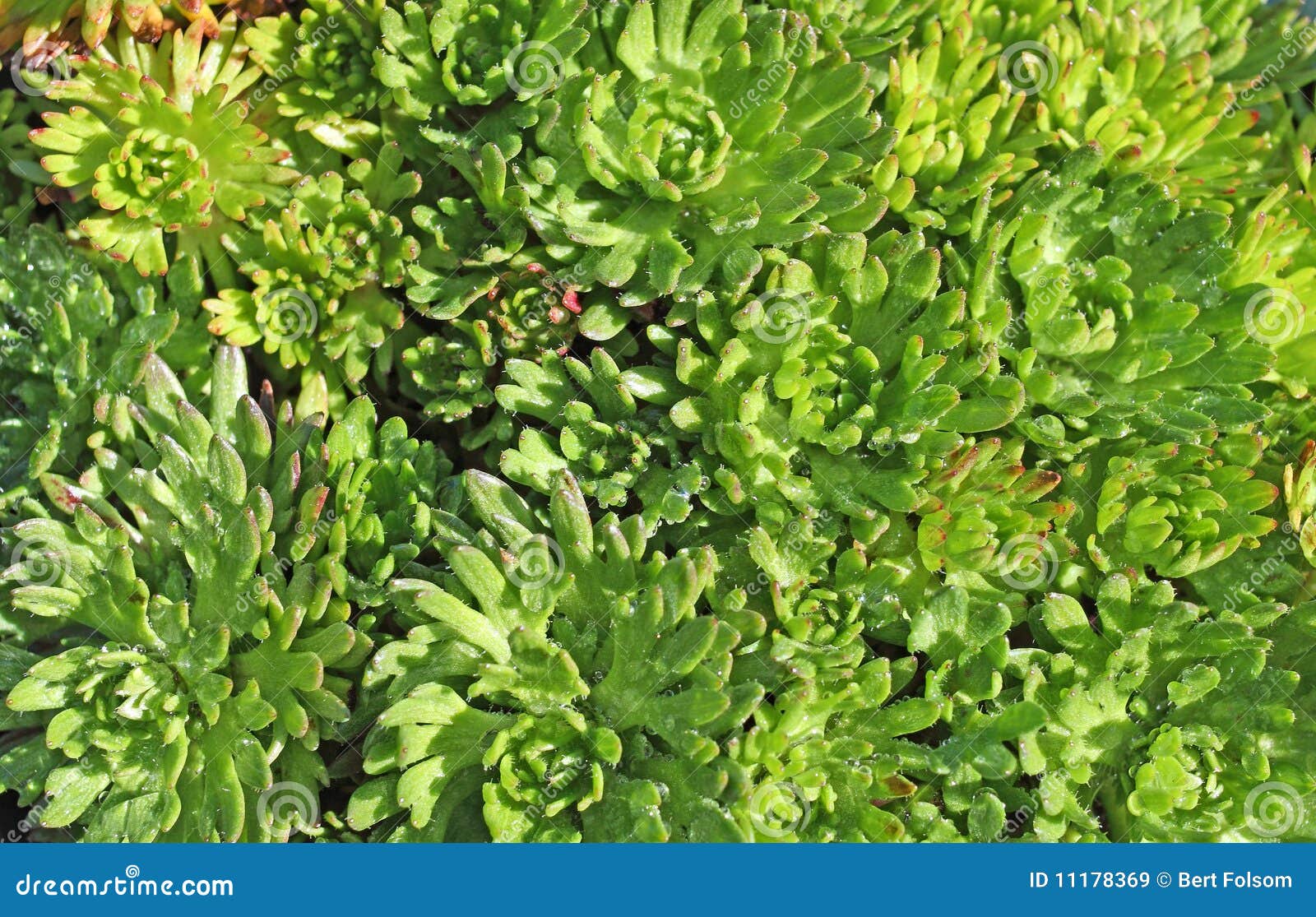 Purple Robe plant stock image. Image of rock, saxifraga - 11178369