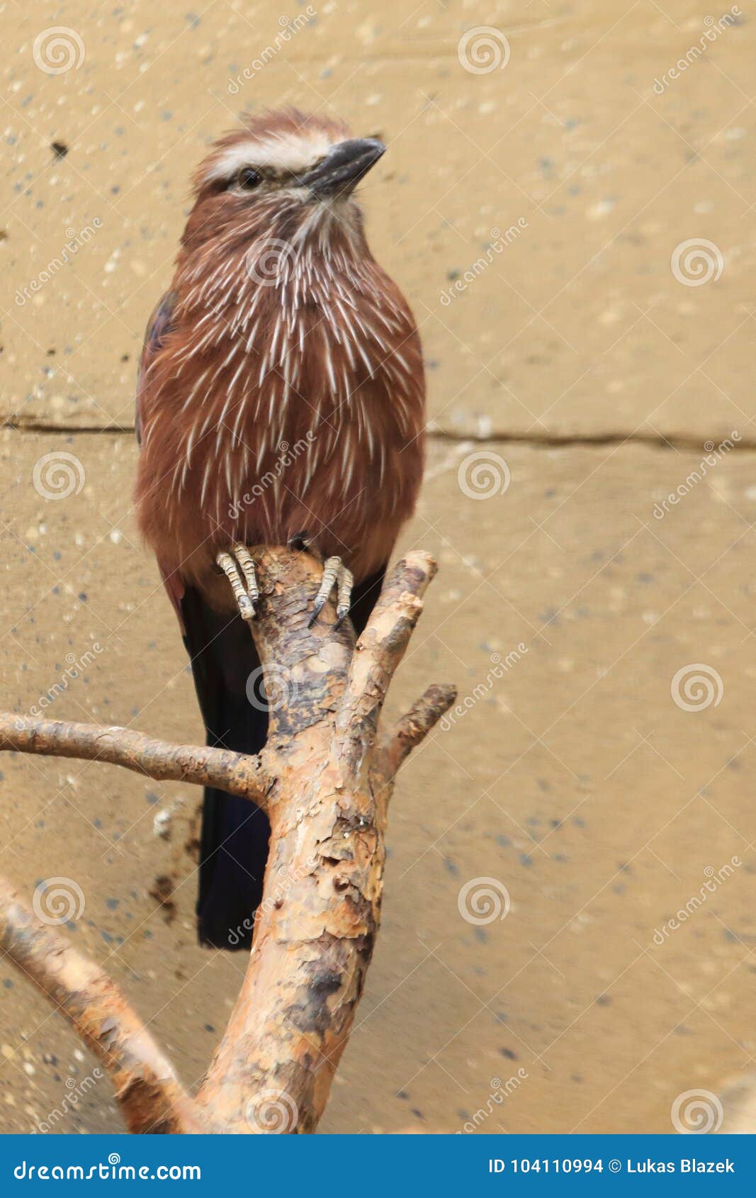 Purple roller stock photo. Image of nature, bird, branch - 104110994