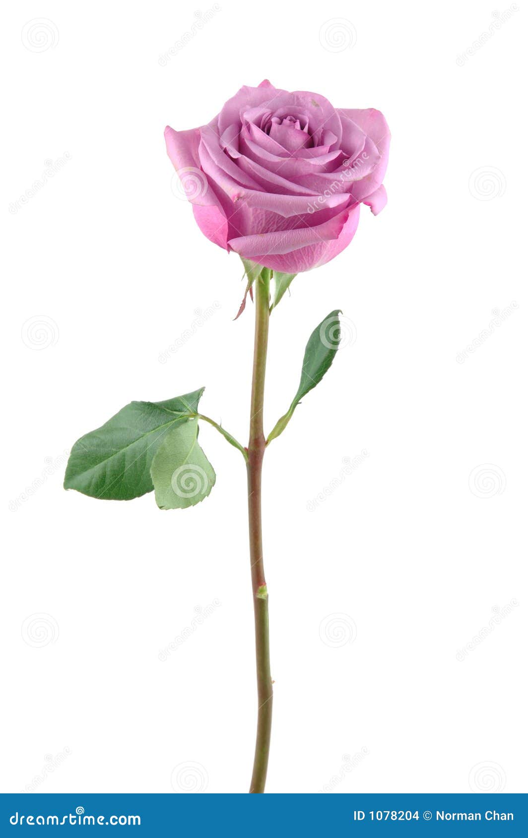 Purple Rose With Stem