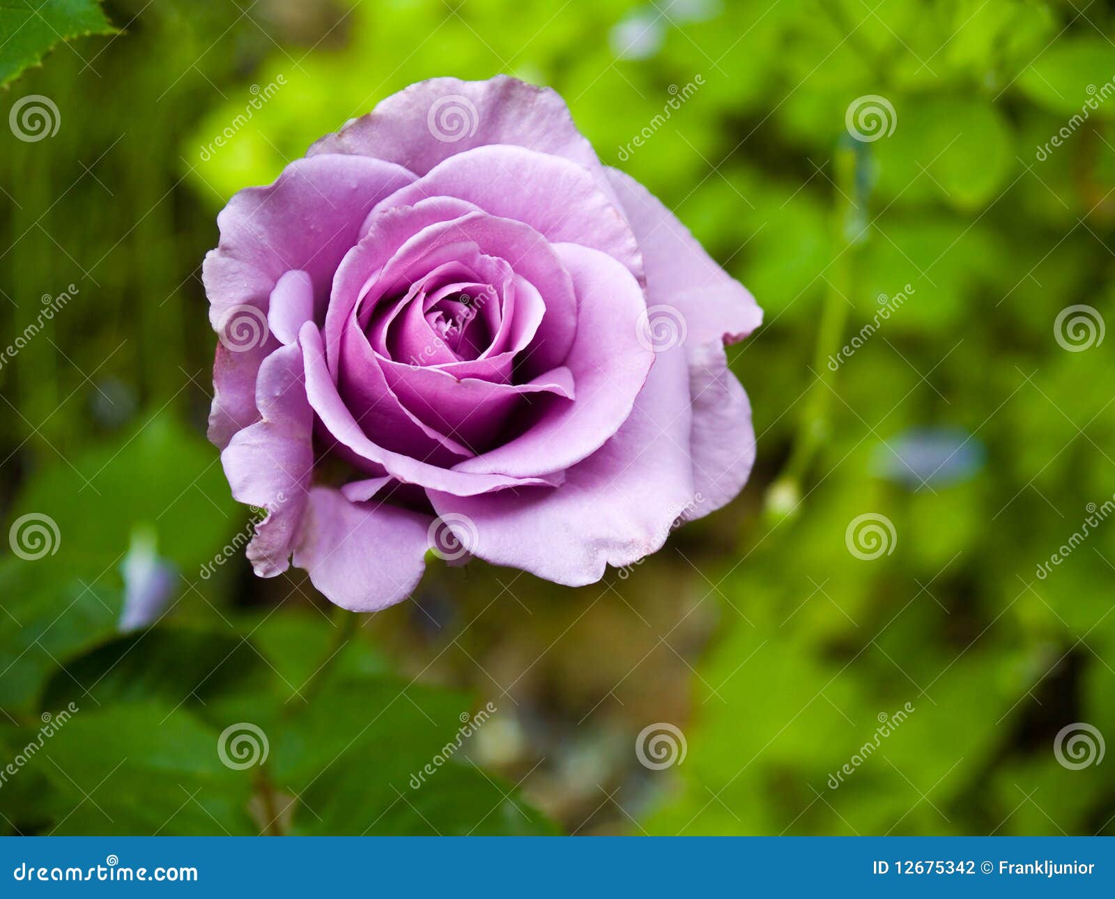 Purple Rose stock photo. Image of flora, fresh, background - 12675342