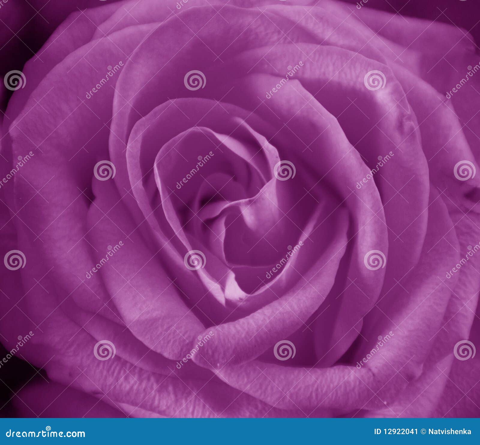Purple rose stock image. Image of macro, valentines, floral - 12922041