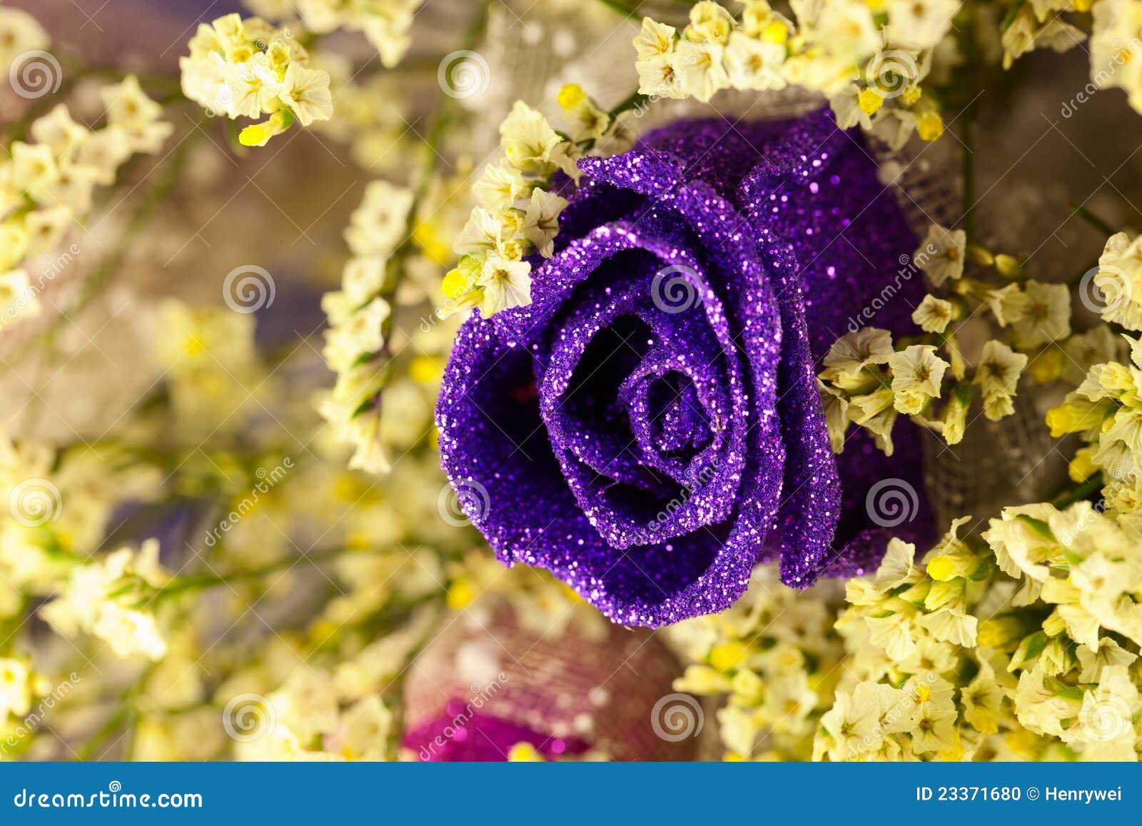 Purple Rose stock photo. Image of beauty, petal, petals - 23371680