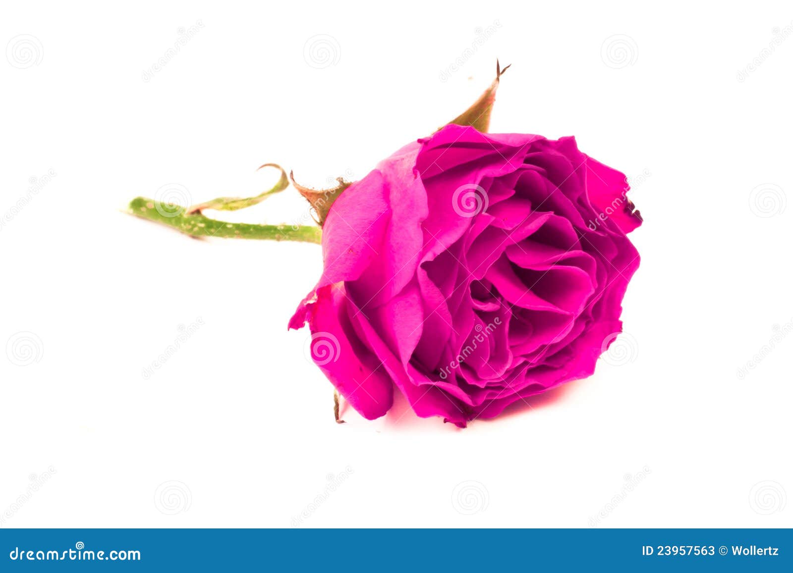 12,276 Purple Rose Stem Stock Photos - Free & Royalty-Free Stock Photos ...