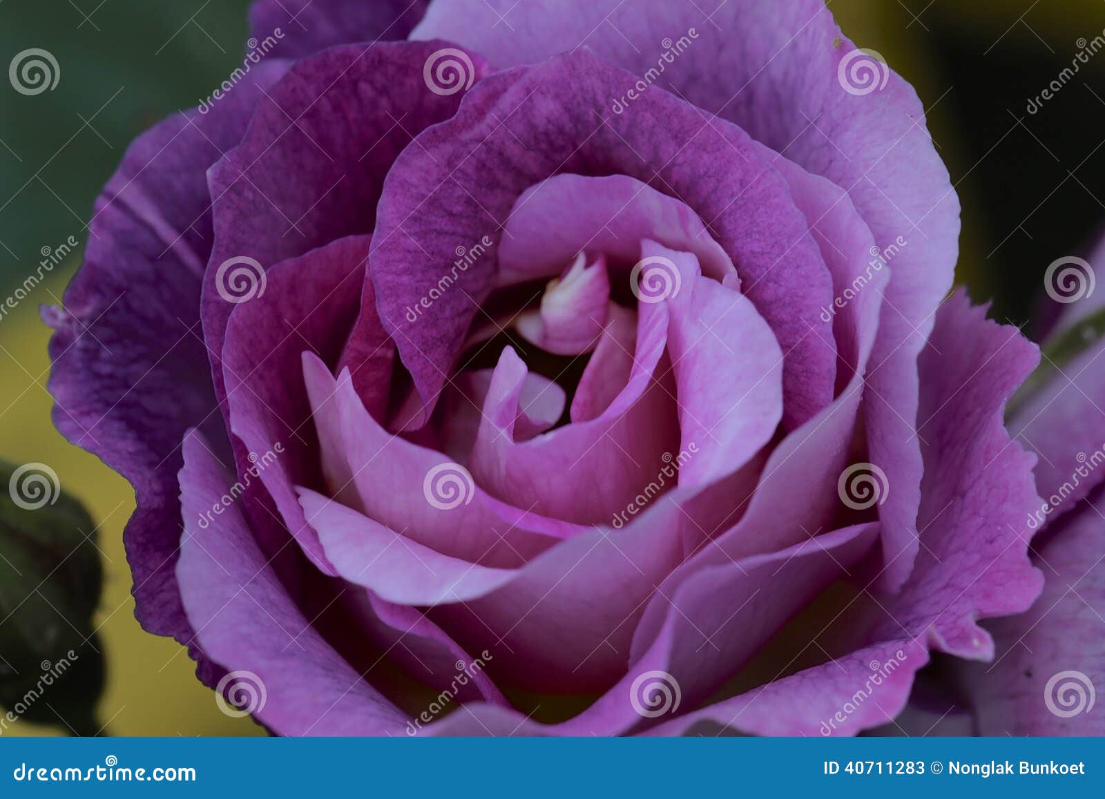 Purple rose stock image. Image of plant, macro, garden - 40711283