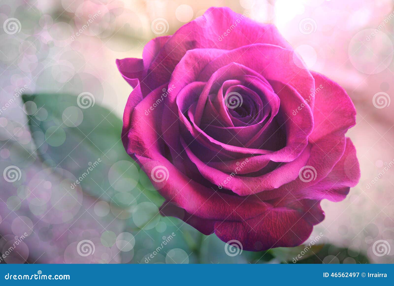 Purple Rose stock image. Image of multicolored, nature - 46562497