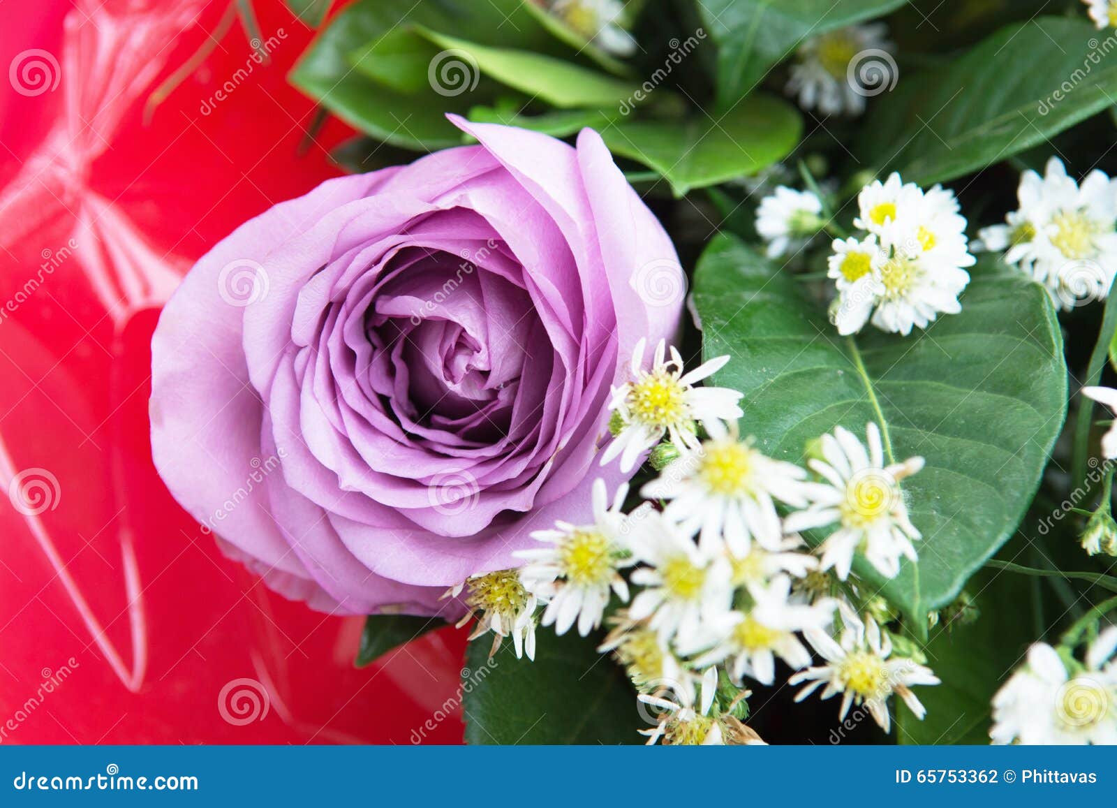 Purple rose stock photo. Image of soft, pink, rose, love - 65753362