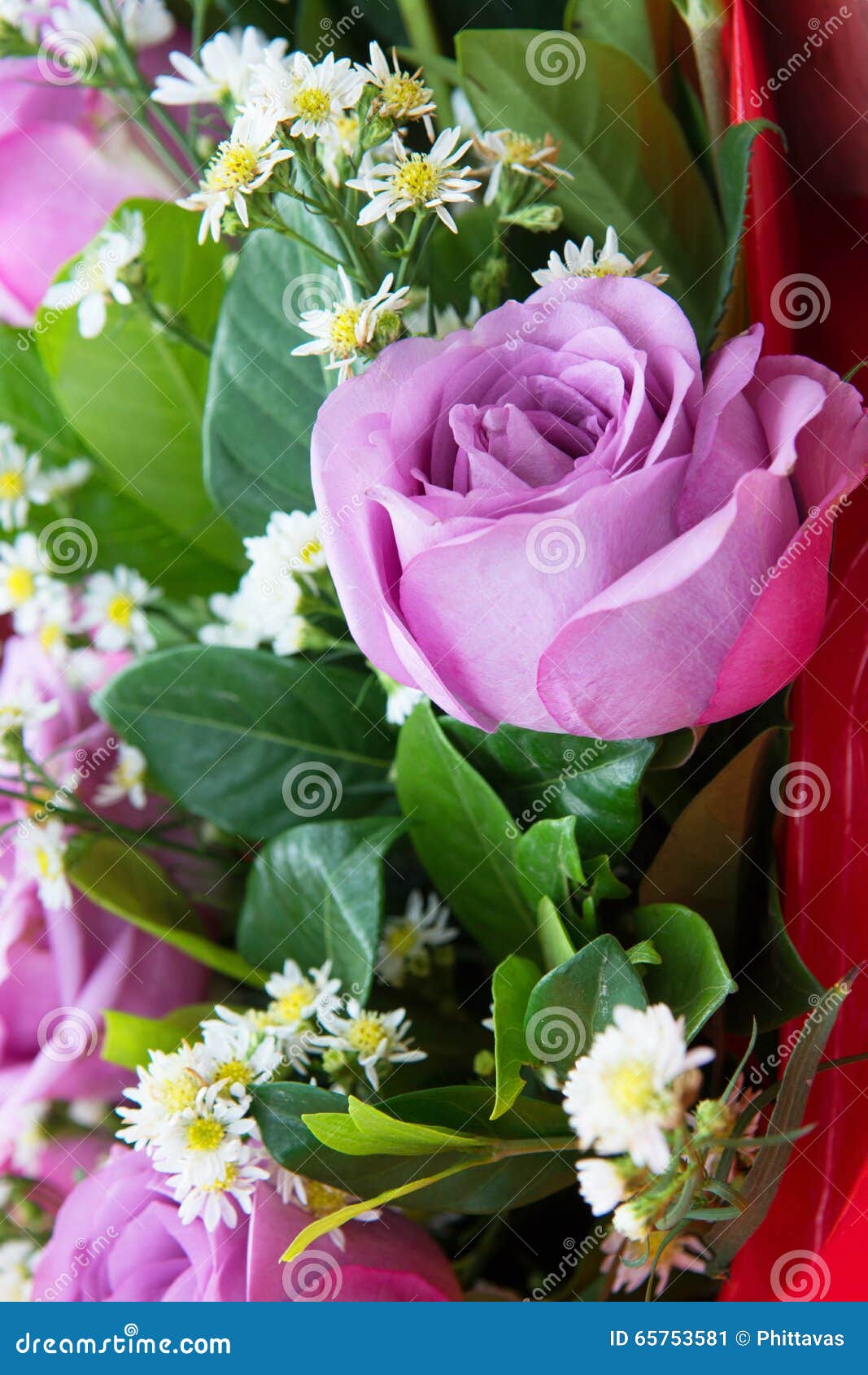 Purple rose stock image. Image of pastel, love, anniversary - 65753581