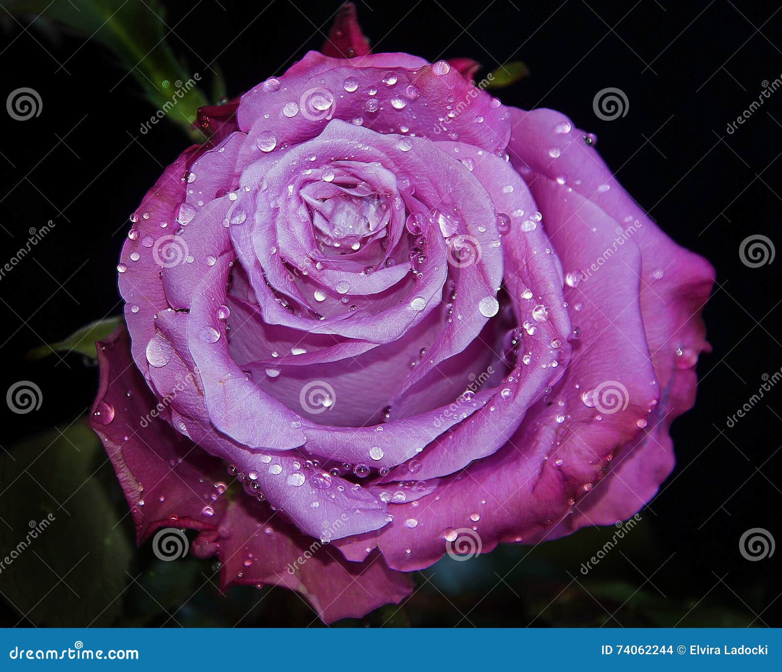 Purple rose stock photo. Image of roses, green, beautiful - 74062244