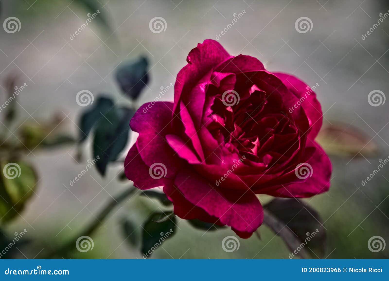 Purple Rose in Bloom on Its Stem Stock Photo - Image of colours, beauty ...