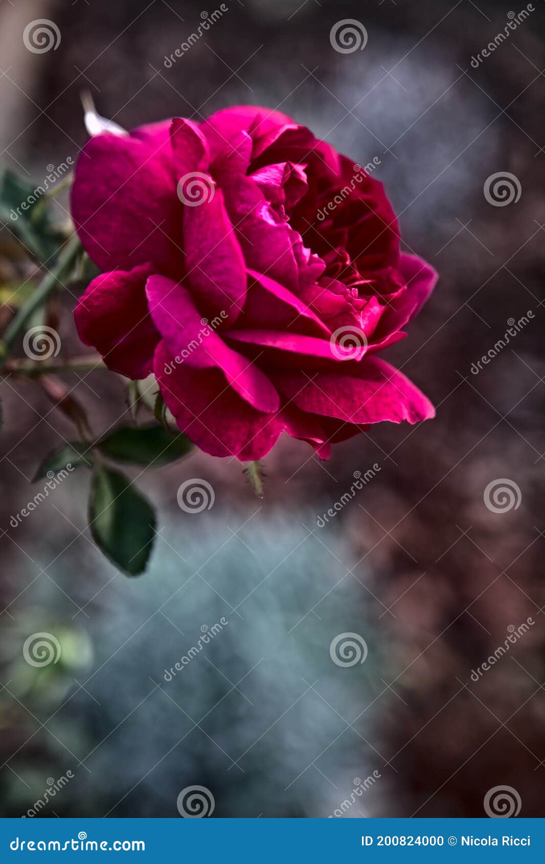 Purple Rose in Bloom on Its Stem Stock Photo - Image of garden, closeup ...