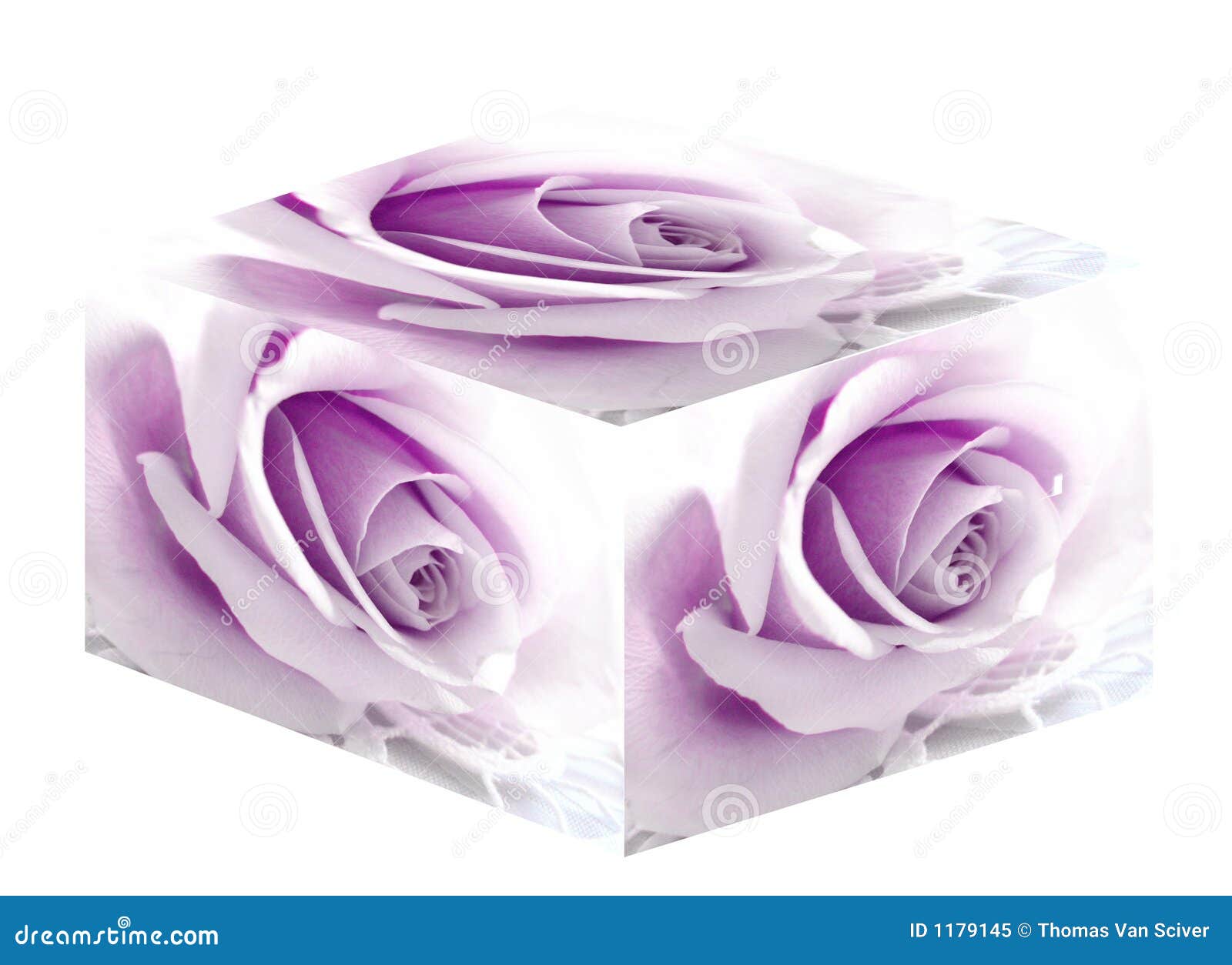 Purple Rose Box stock image. Image of feminine, wedding - 1179145