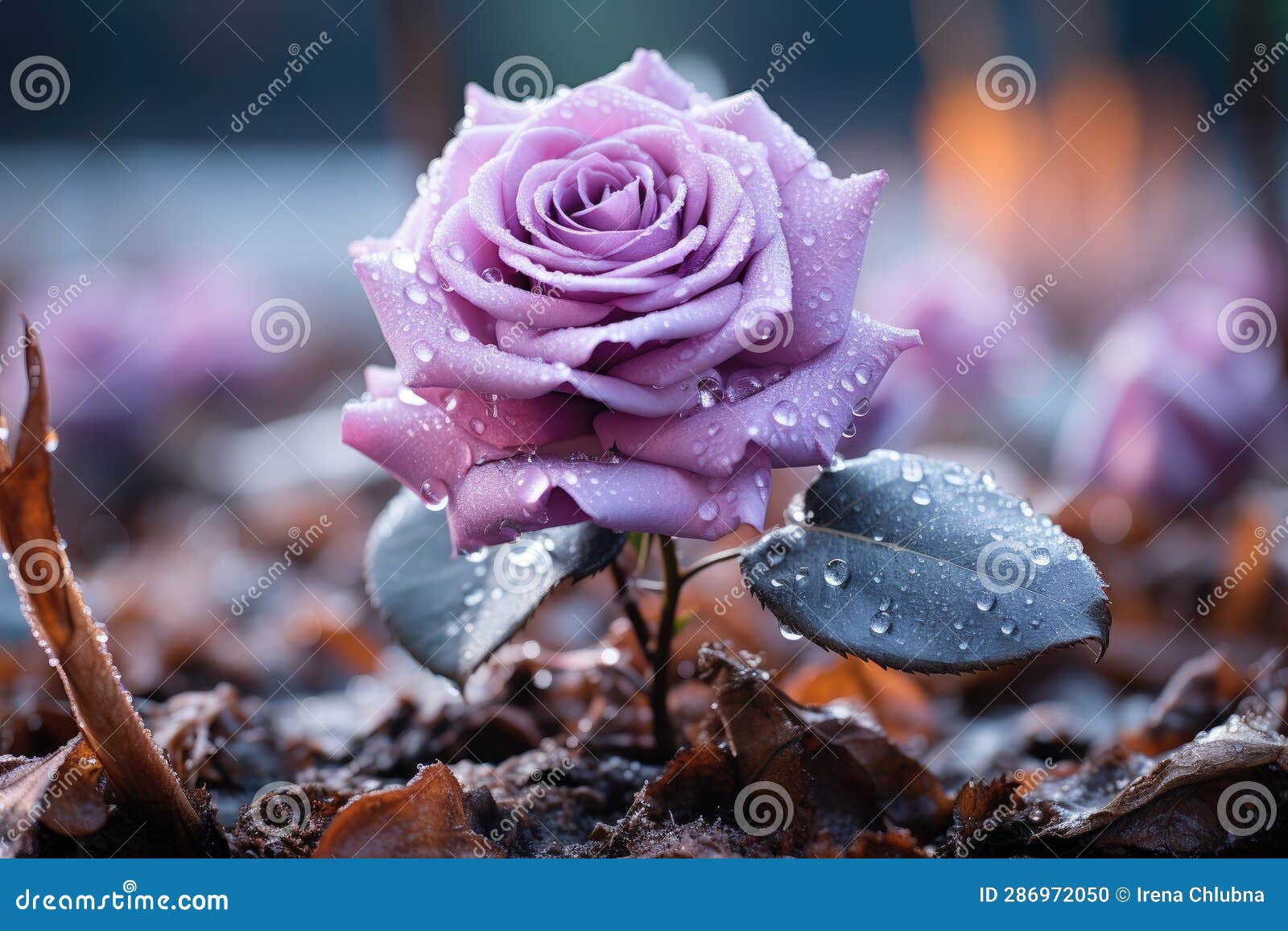Purple rose with dew drops stock illustration. Illustration of drop ...