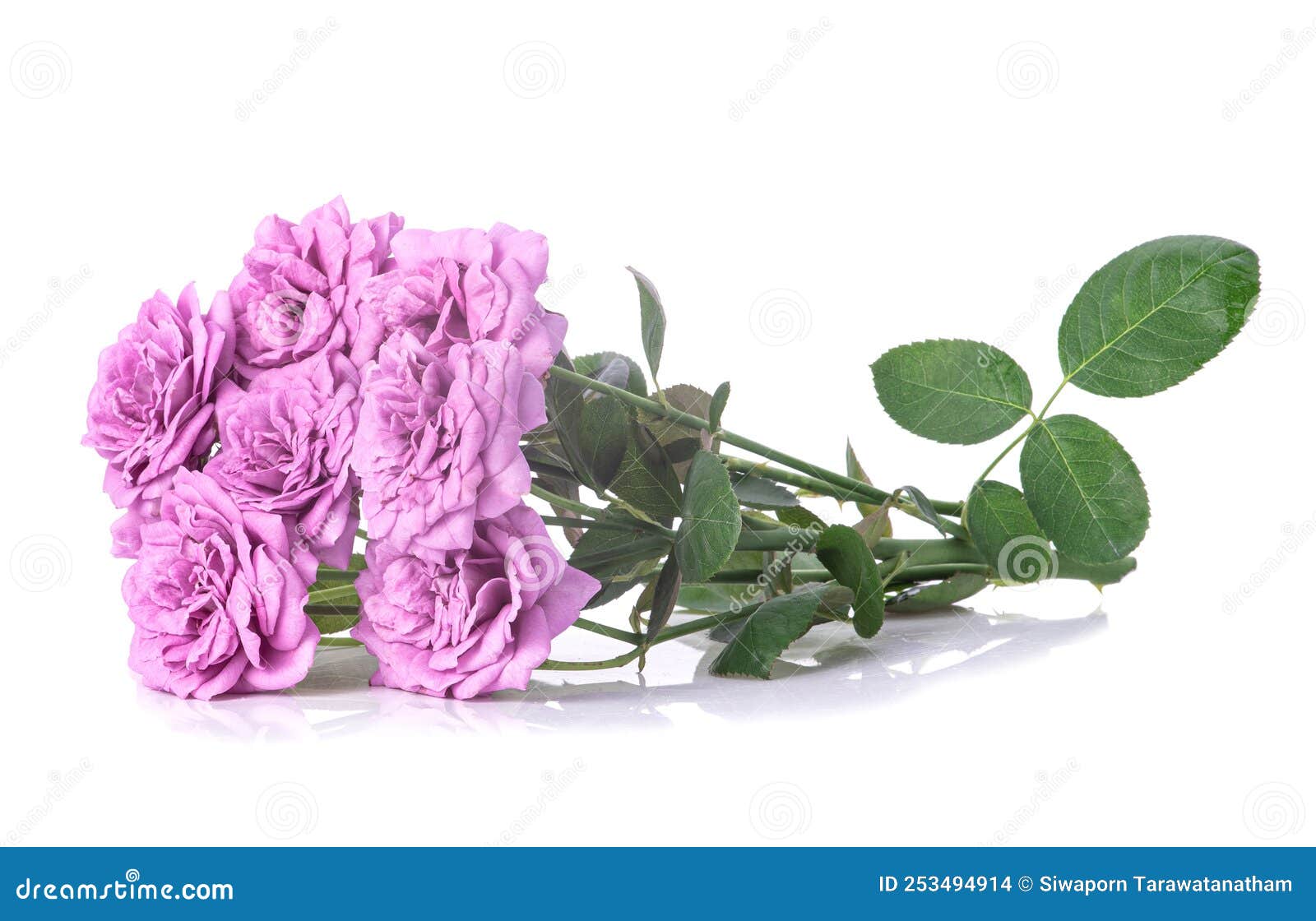 Purple Rose Flower Isolated on White Background Stock Photo - Image of ...