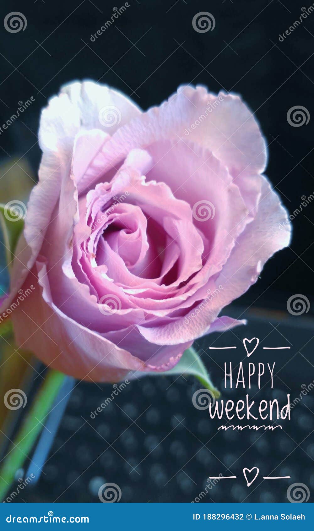 Purple Rose Flower with Words, Happy Weekend. Stock Photo - Image of ...