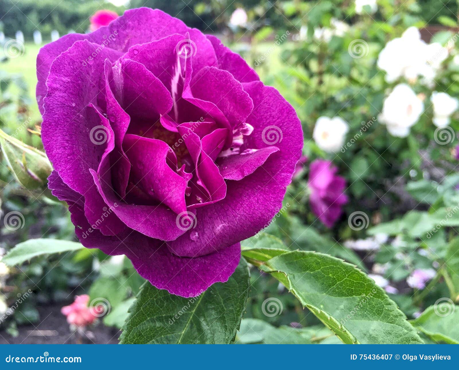 Purple rose stock image. Image of field, fresh, branch - 75436407