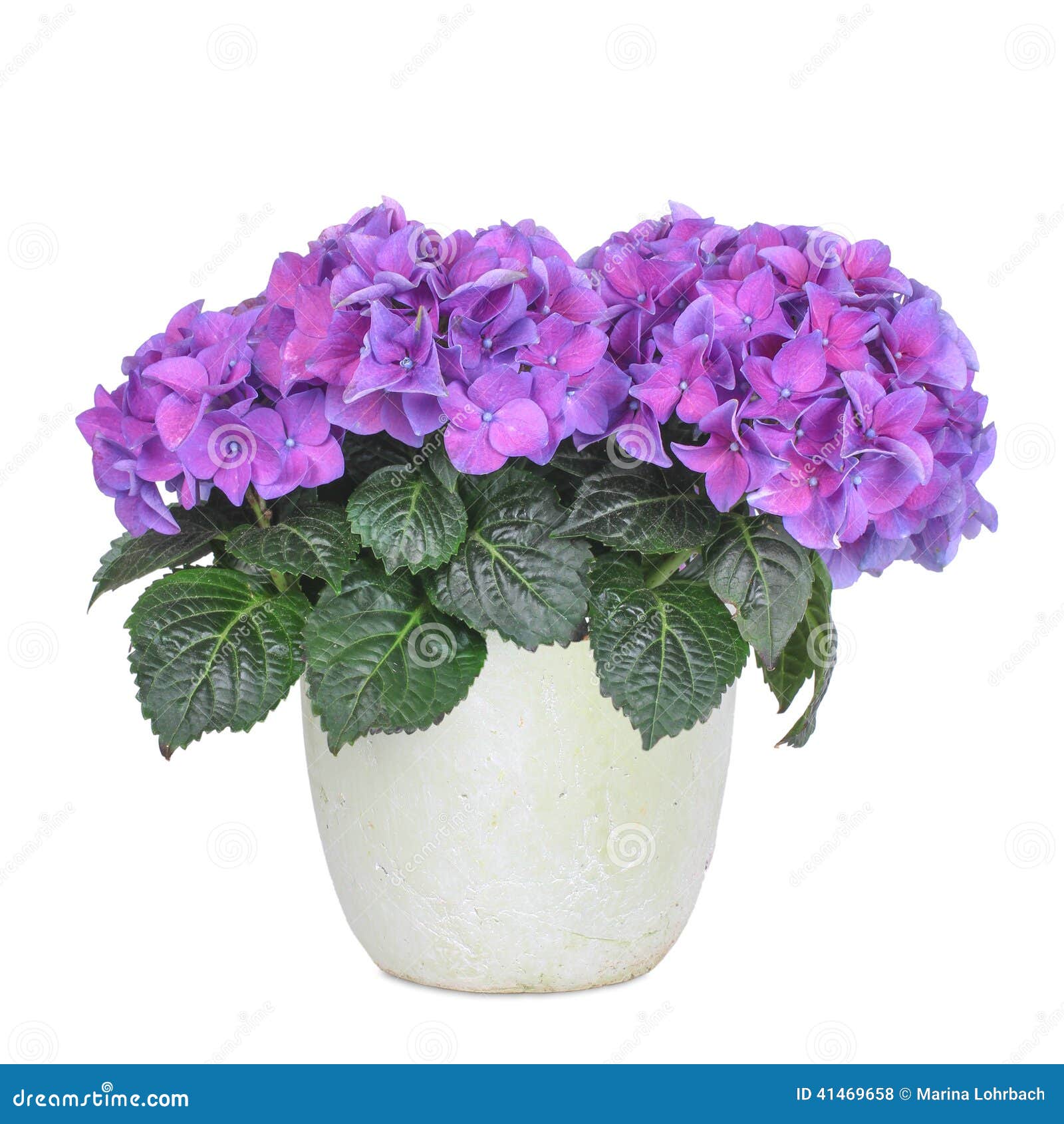 Purple and Rose Hydrangea, Isolated Stock Photo - Image of flower ...